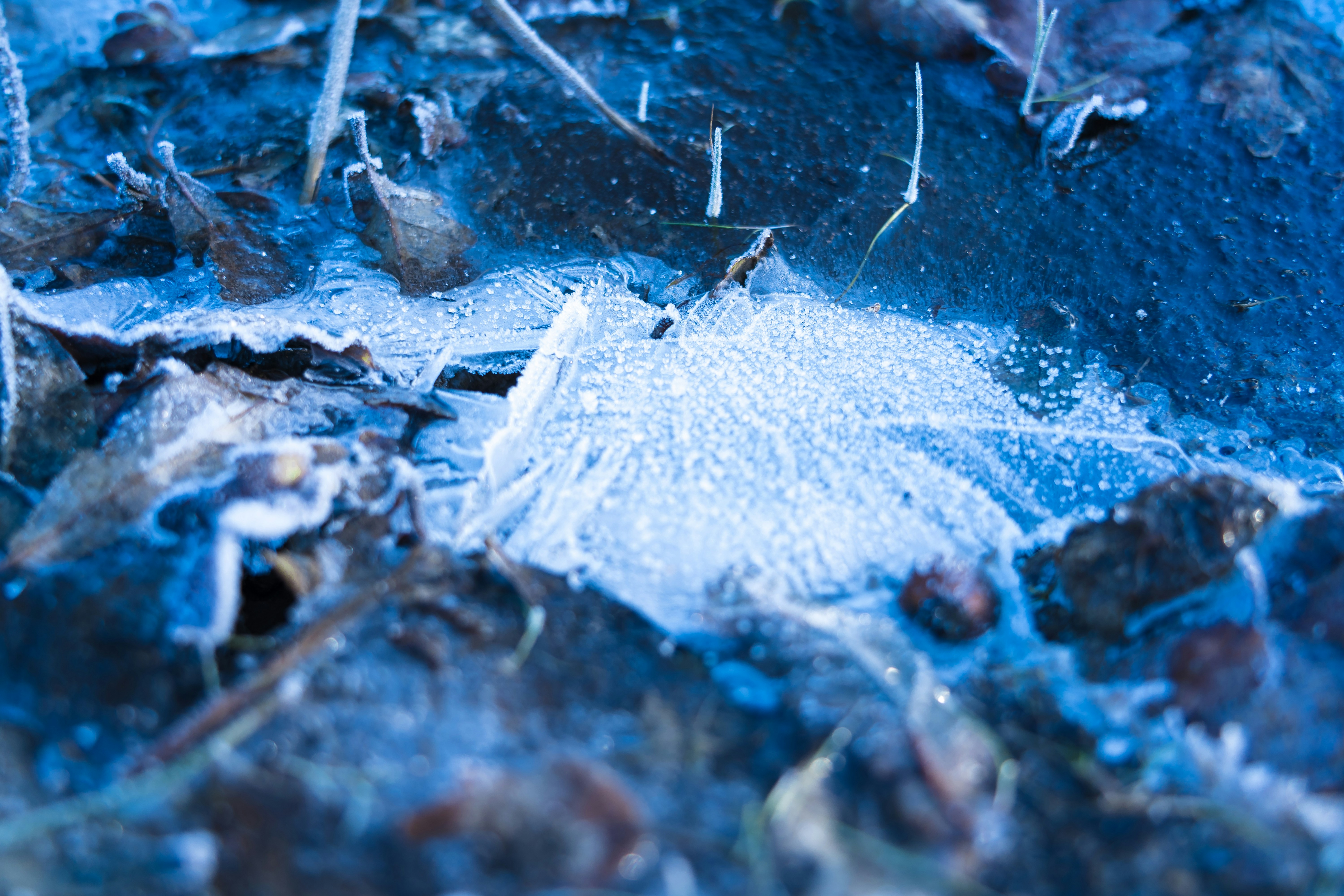 Blue Ice Crystal Mosaic Among Leaf Debris