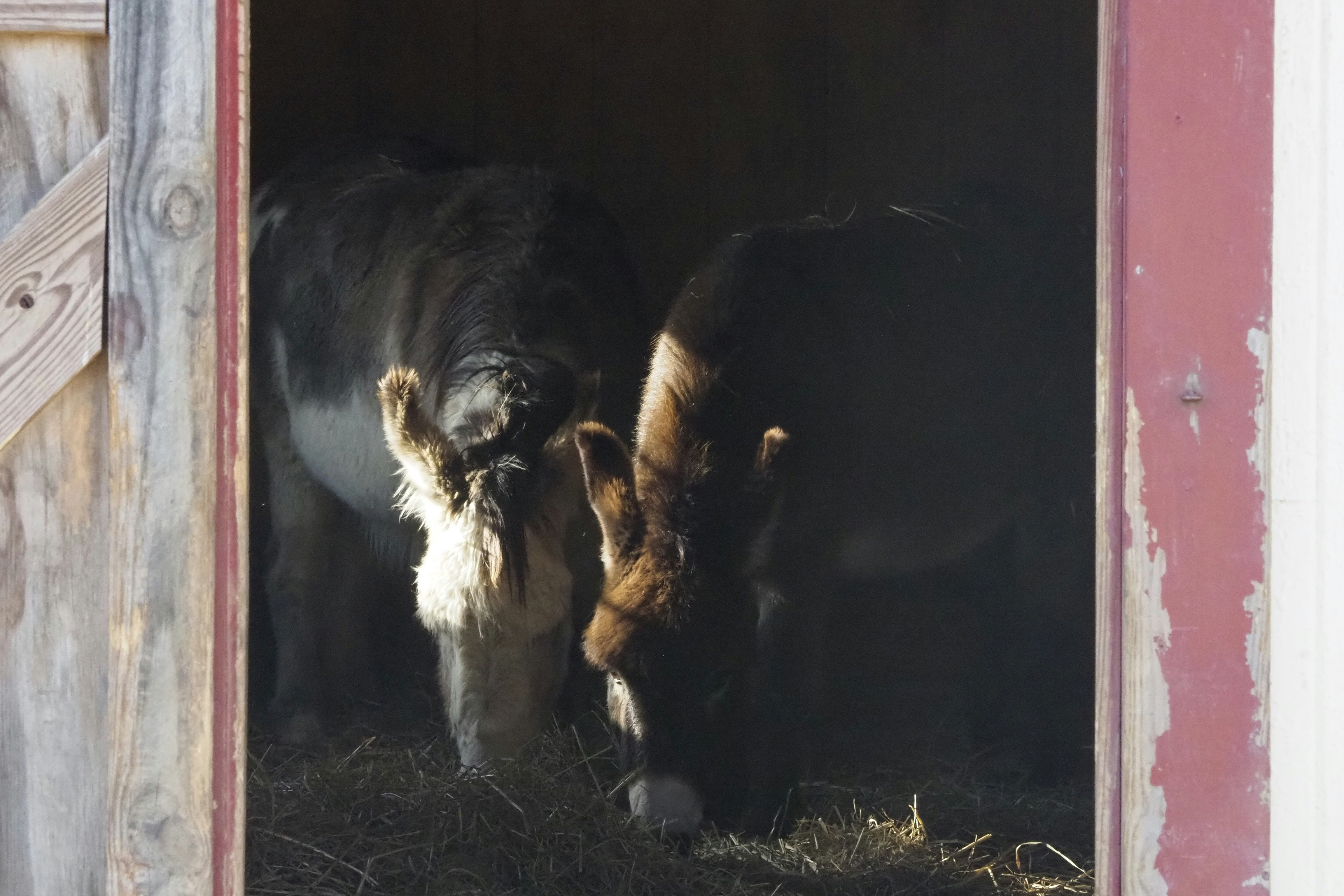 Two cows standing closely together inside a dimly lit barn.