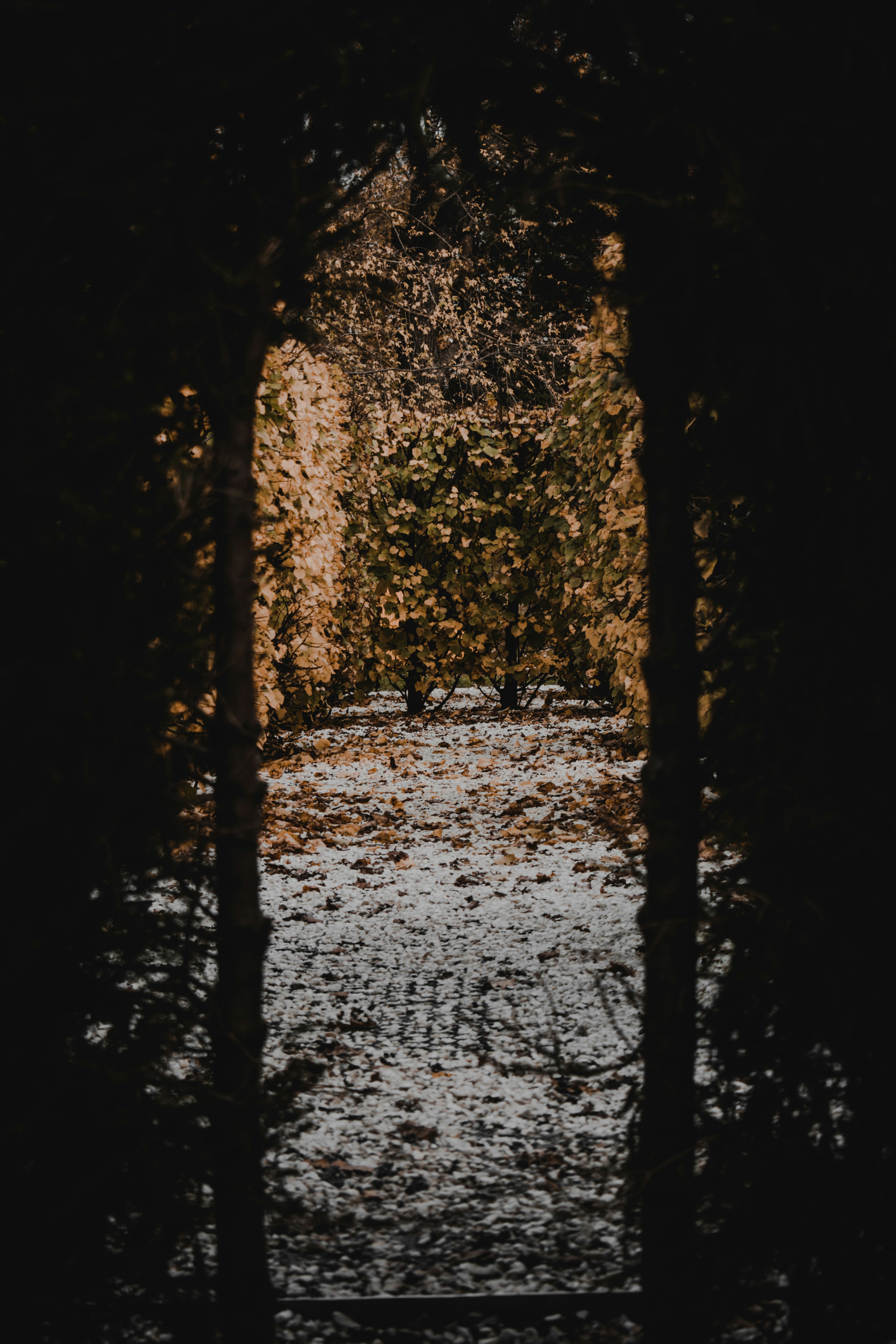 Narrow pathway framed by lush hedges, leading into a serene, leaf-strewn garden. The ground is lightly dusted with snow, hinting at the transition of seasons.