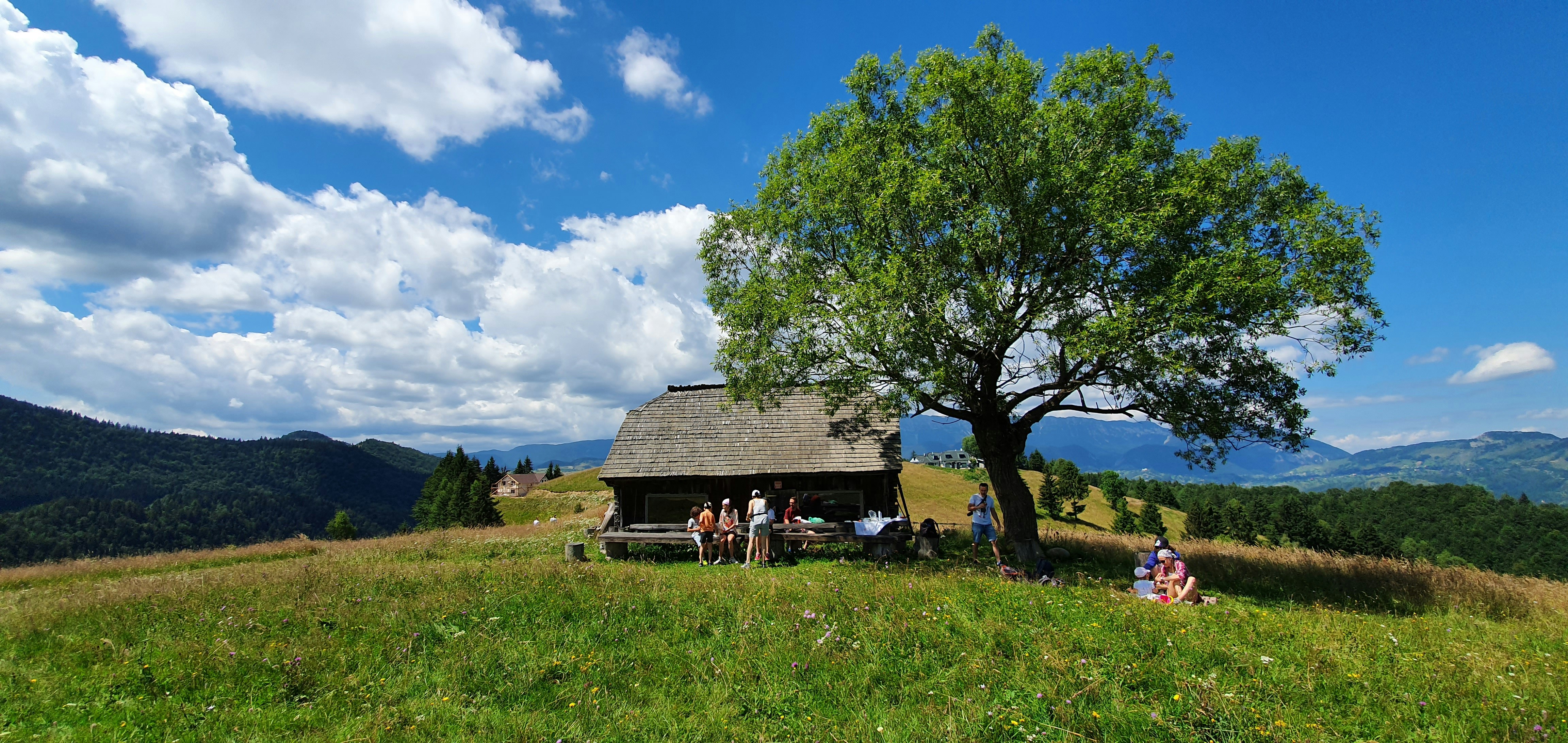 Brown wooden house near green trees under blue sky during daytime photo ...