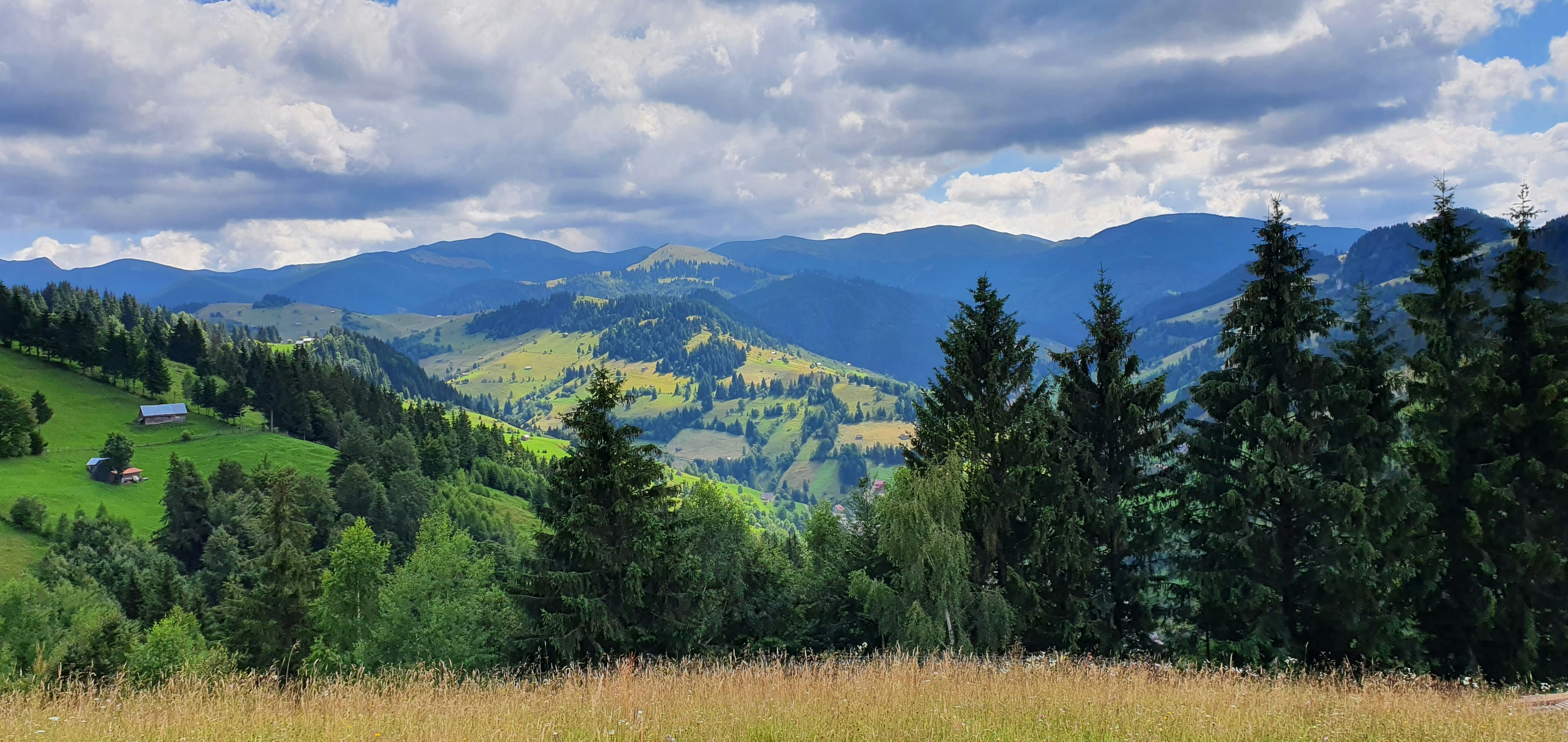 Green trees on green grass field during daytime photo – Free Romania ...