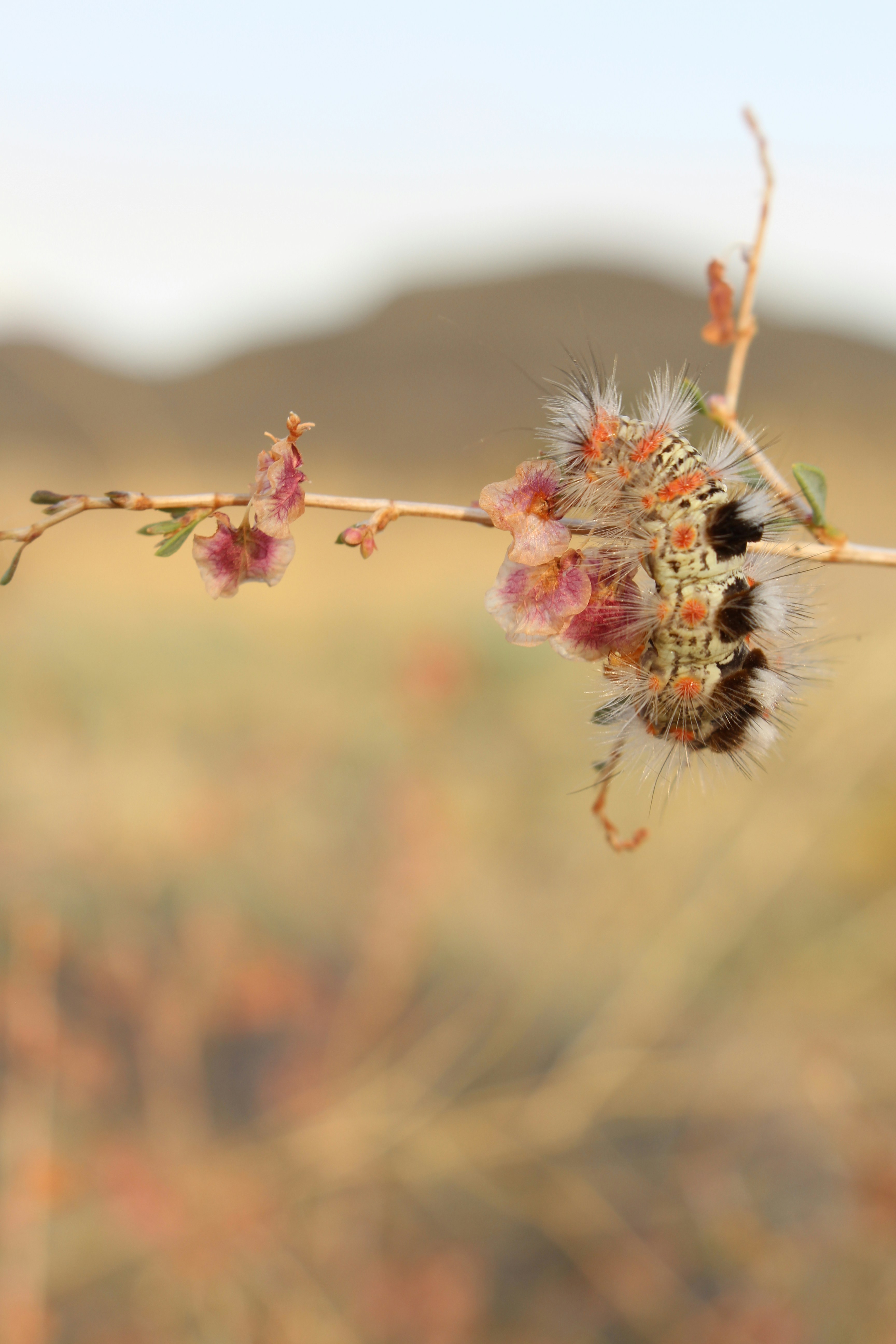 Hairy Caterpillar on a Desert Flower Spike in Soft Backlight