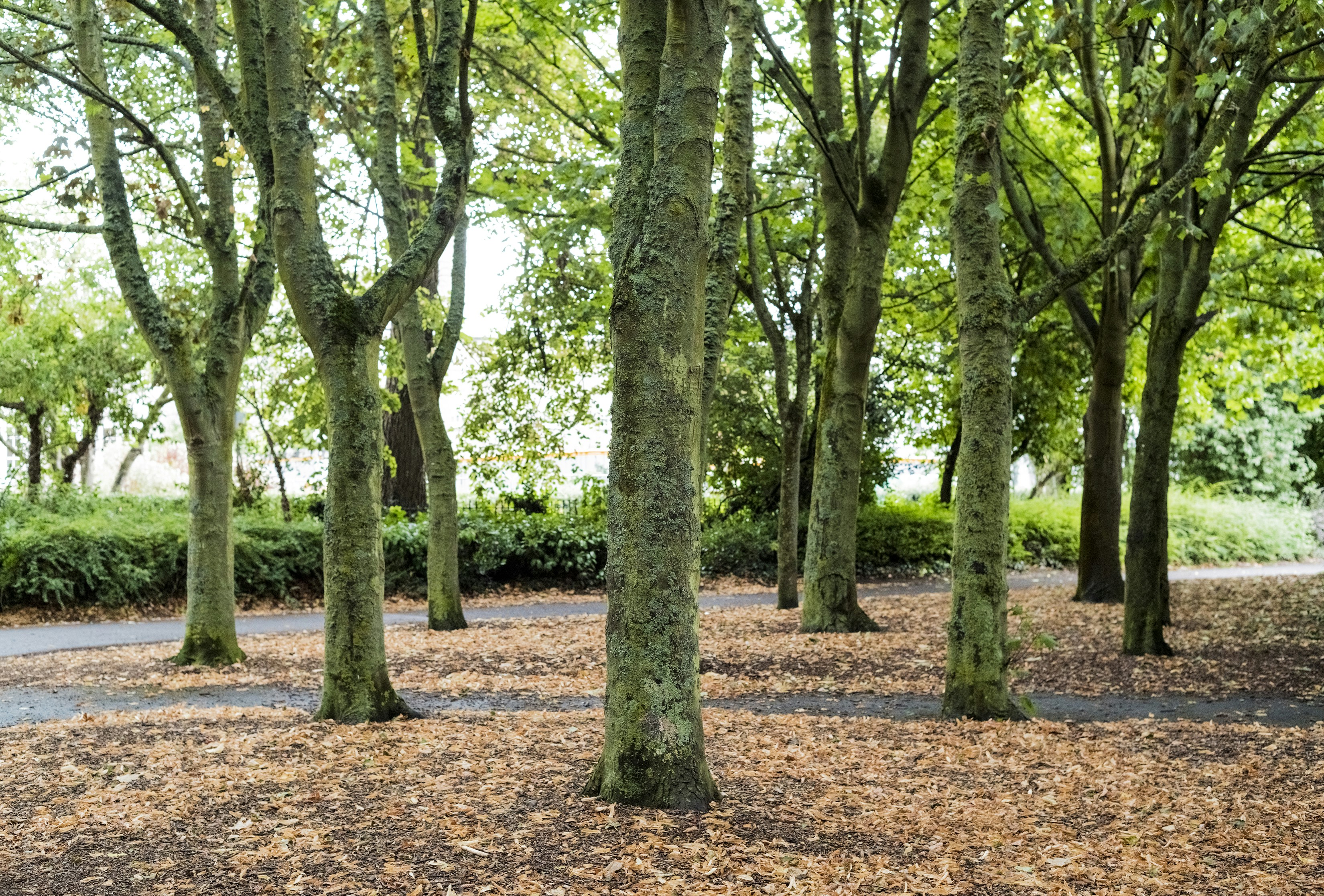 Trees with textured bark stand along a leaf-covered path in a serene park setting.
