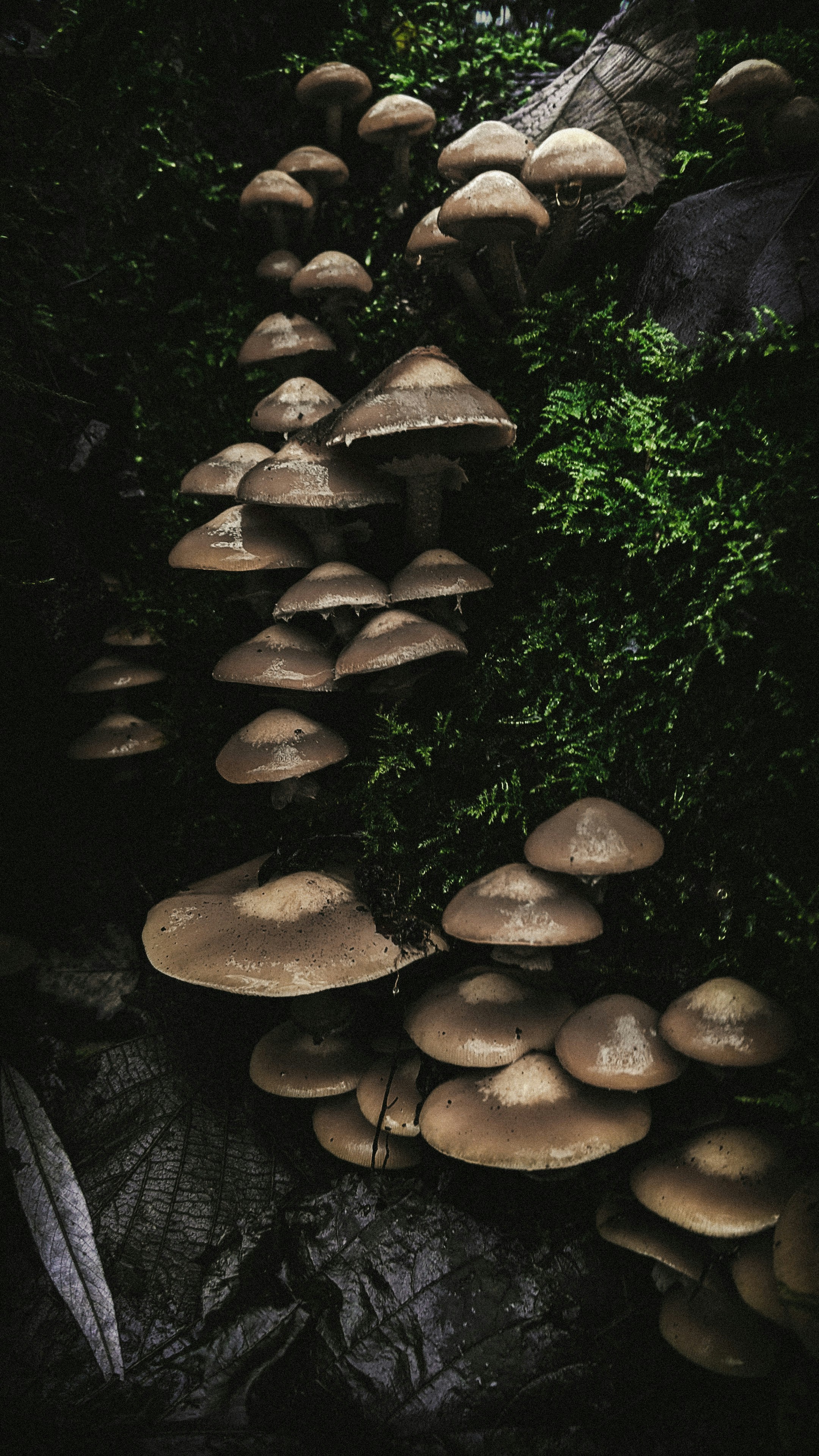 Cluster of mushrooms growing on a forest floor amid lush green foliage.