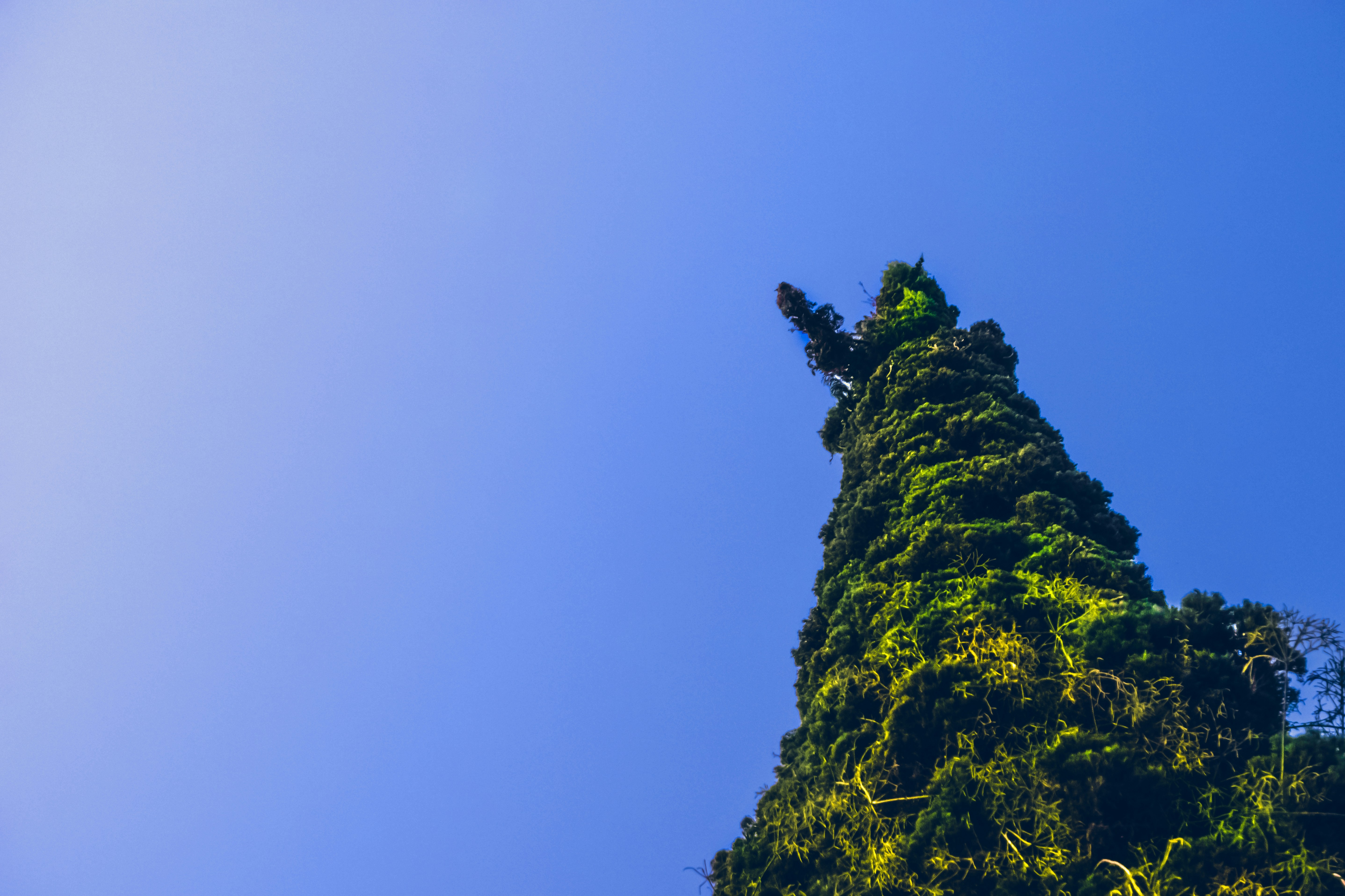 Ryan Luca (@ryan_luca) | Komunitas Foto Unsplash