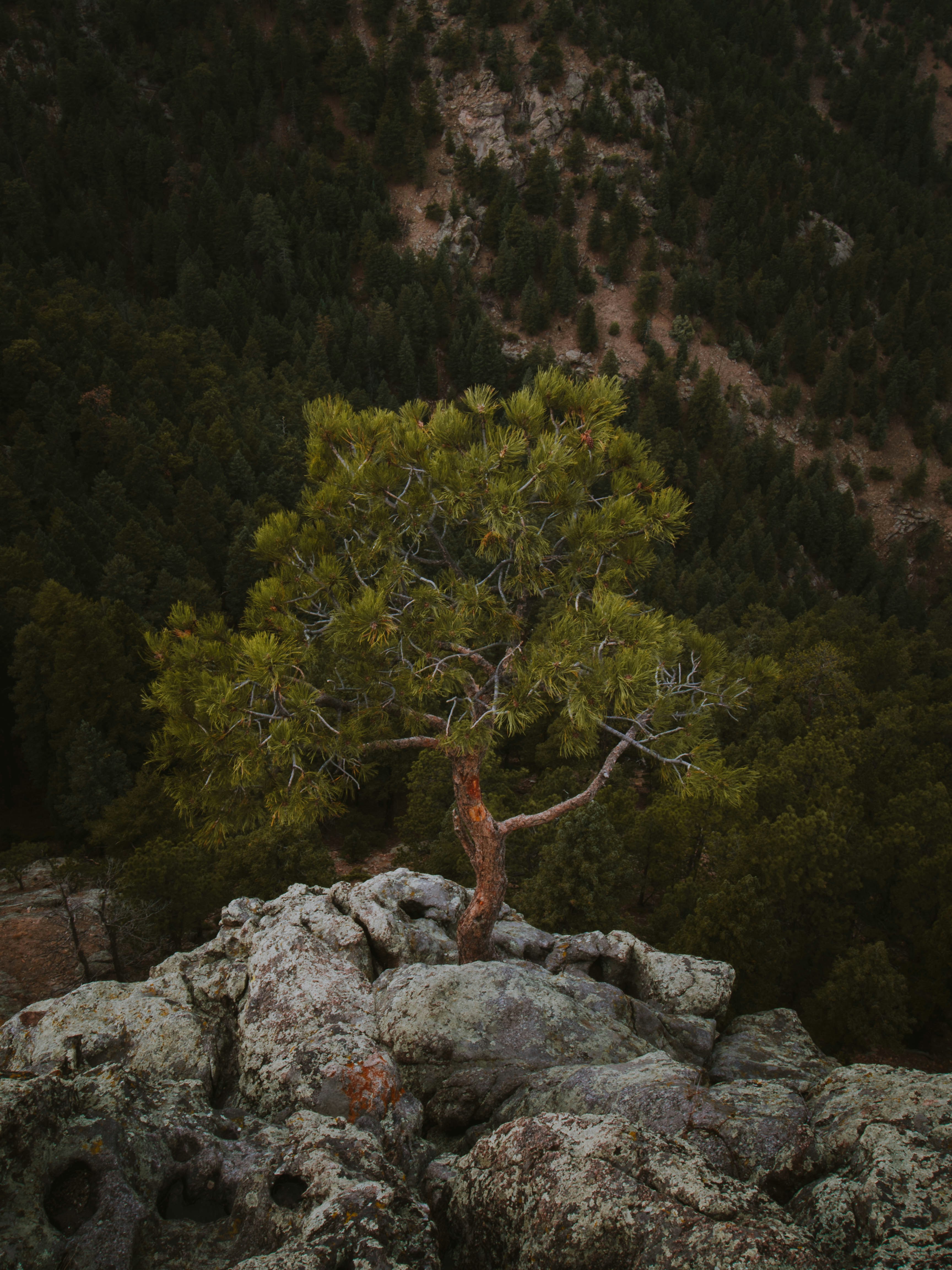 Wind-Sculpted Pine Standing Alone on Craggy Summit