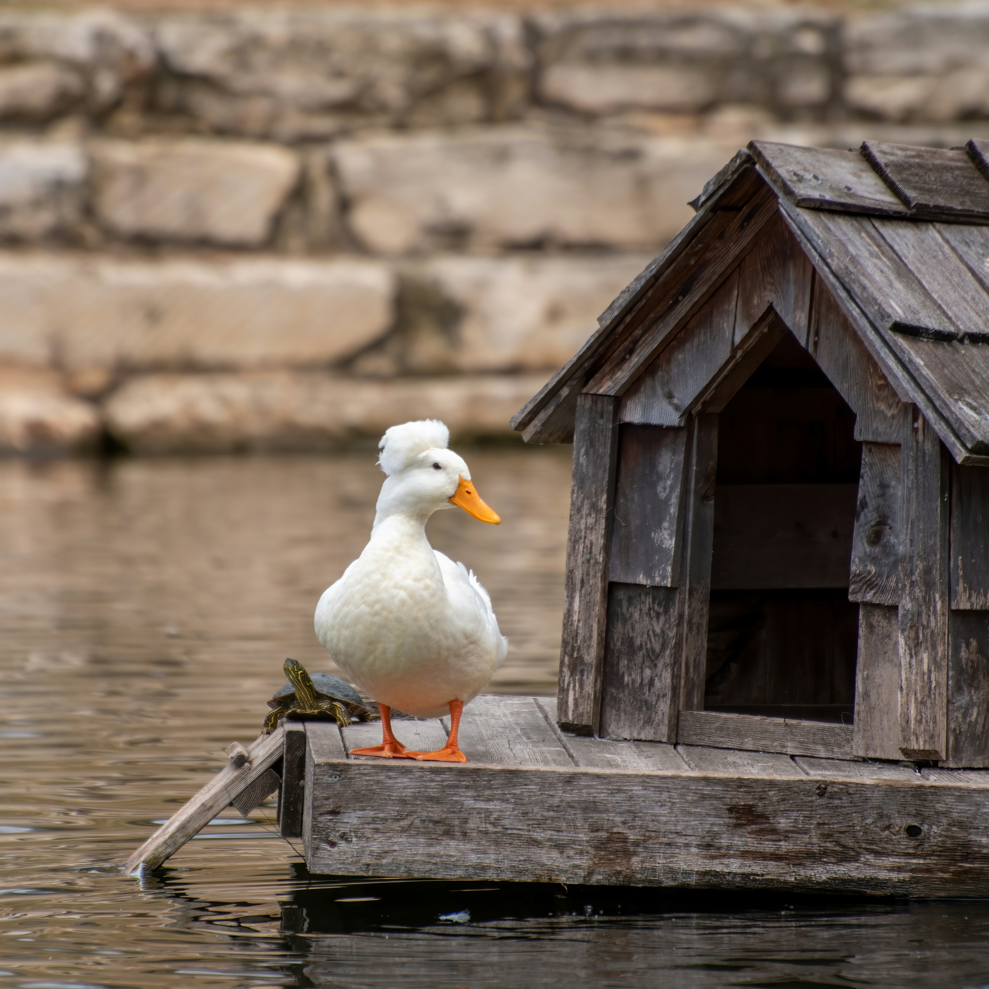 White duck on brown wooden dock during daytime photo – Free Bird Image ...