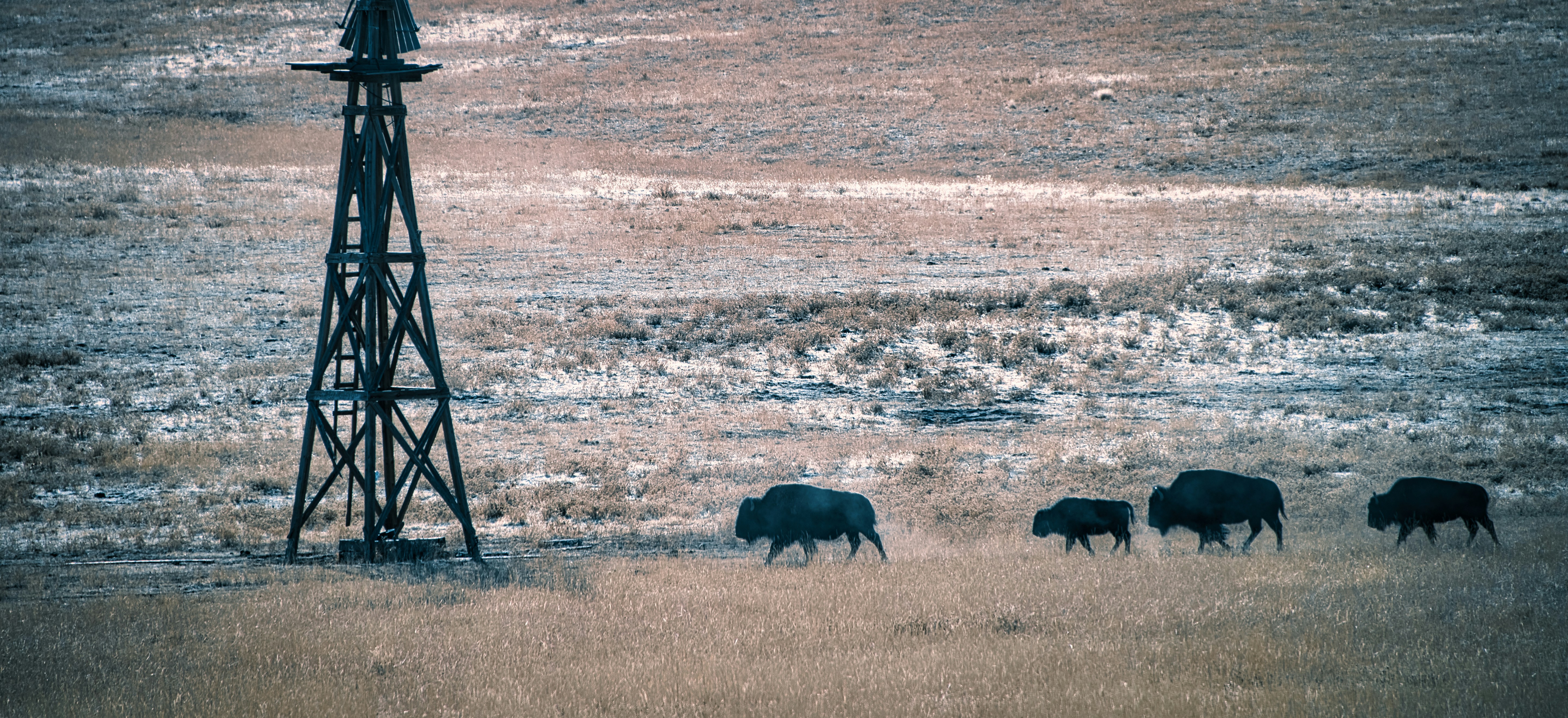 Three Bison Move Across a Frosted Prairie by a Weathered Lattice Tower