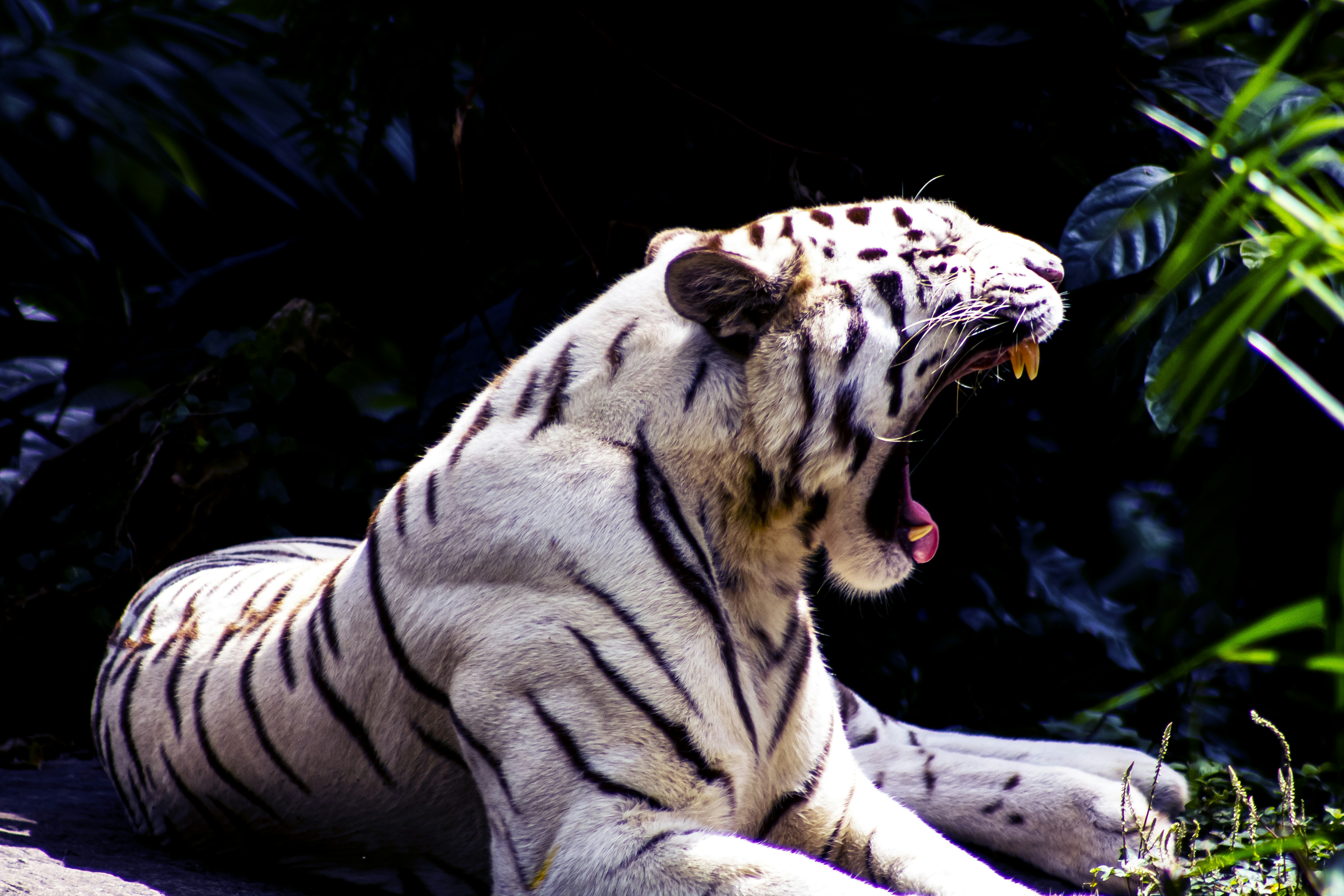 White and black tiger lying on ground photo – Free Singapore zoo Image ...