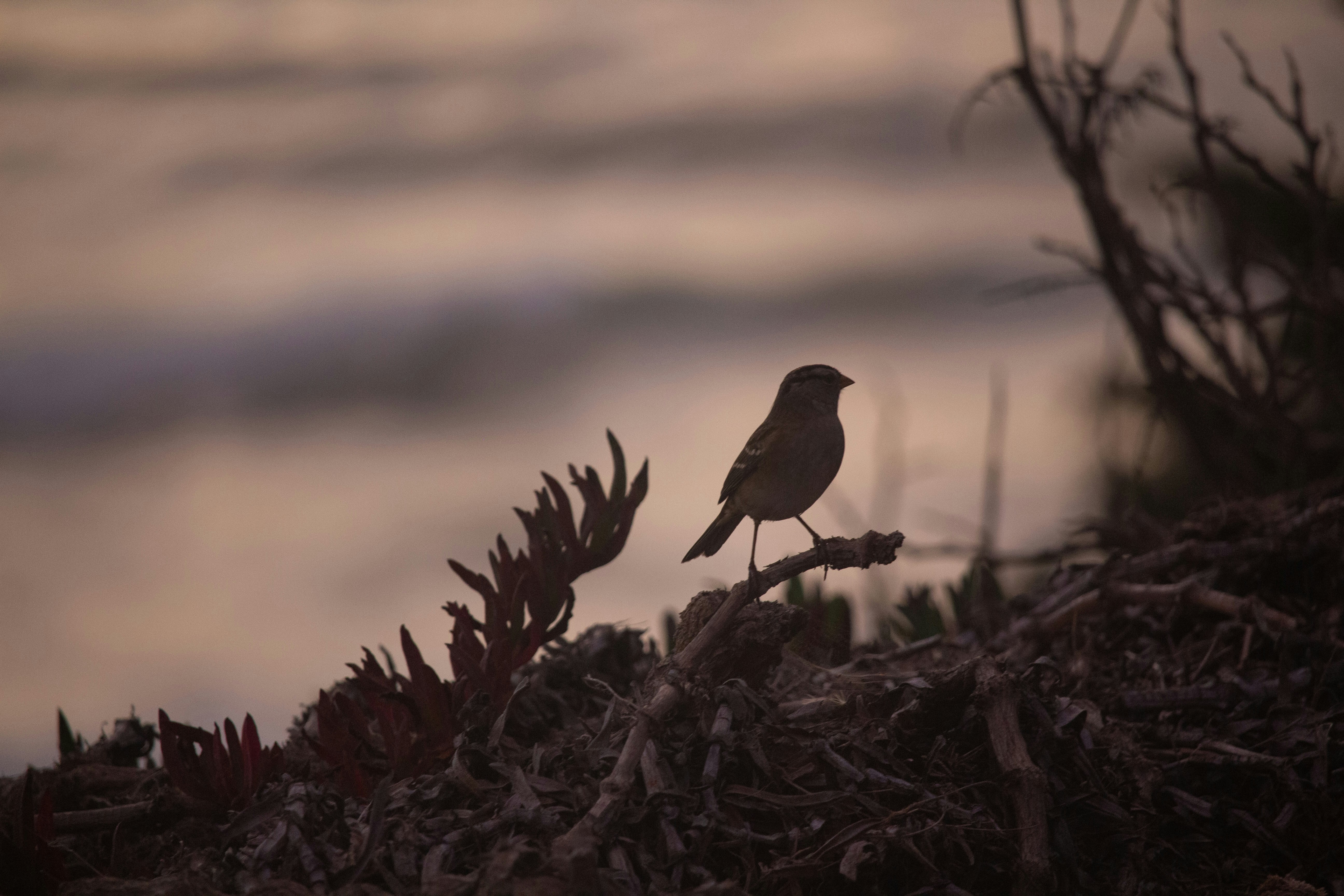 Silhouette at Dusk: A Tiny Perch Above the Quiet Shore