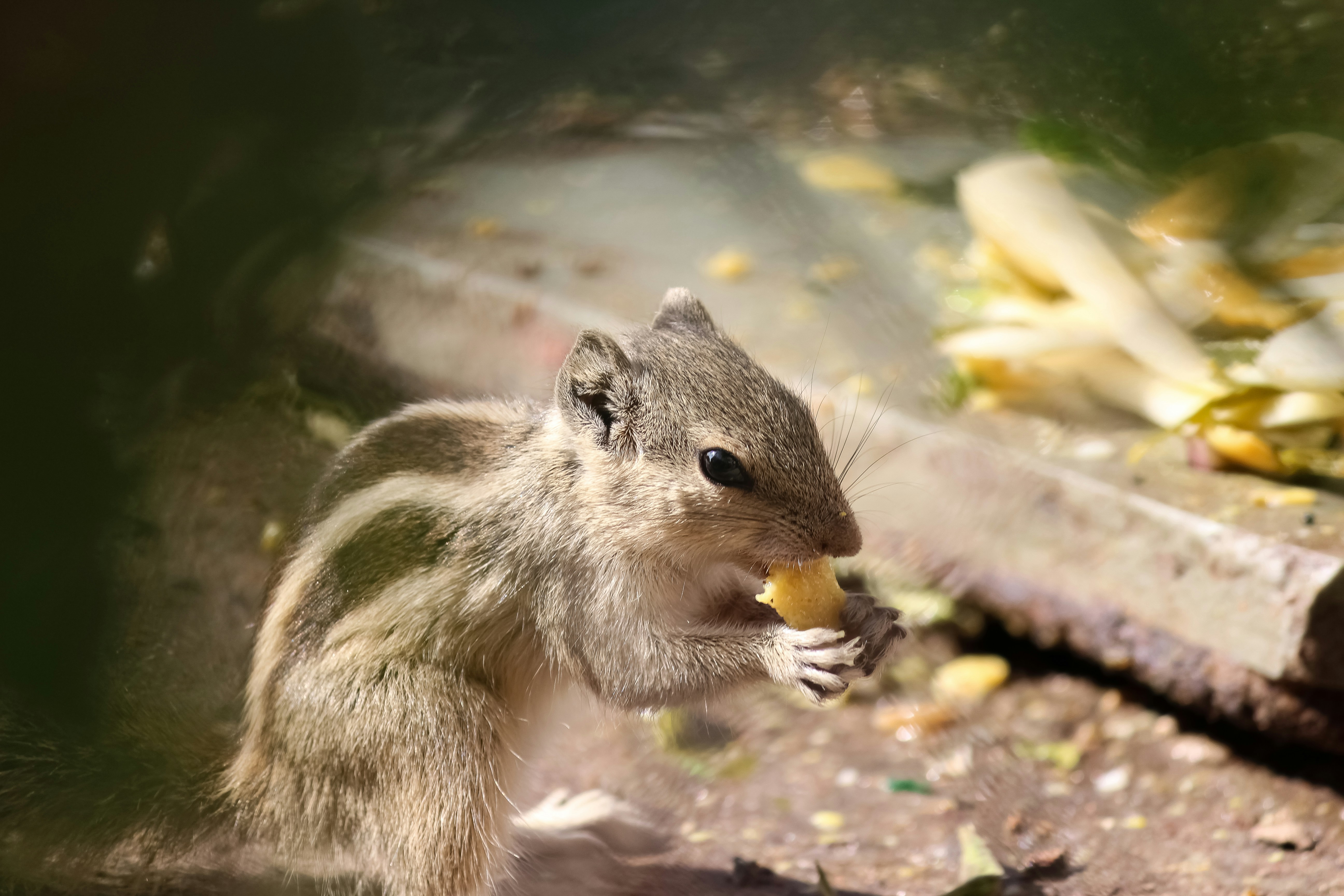 Nibbling in the Spotlight: A Tiny Squirrel at the Edge of Light