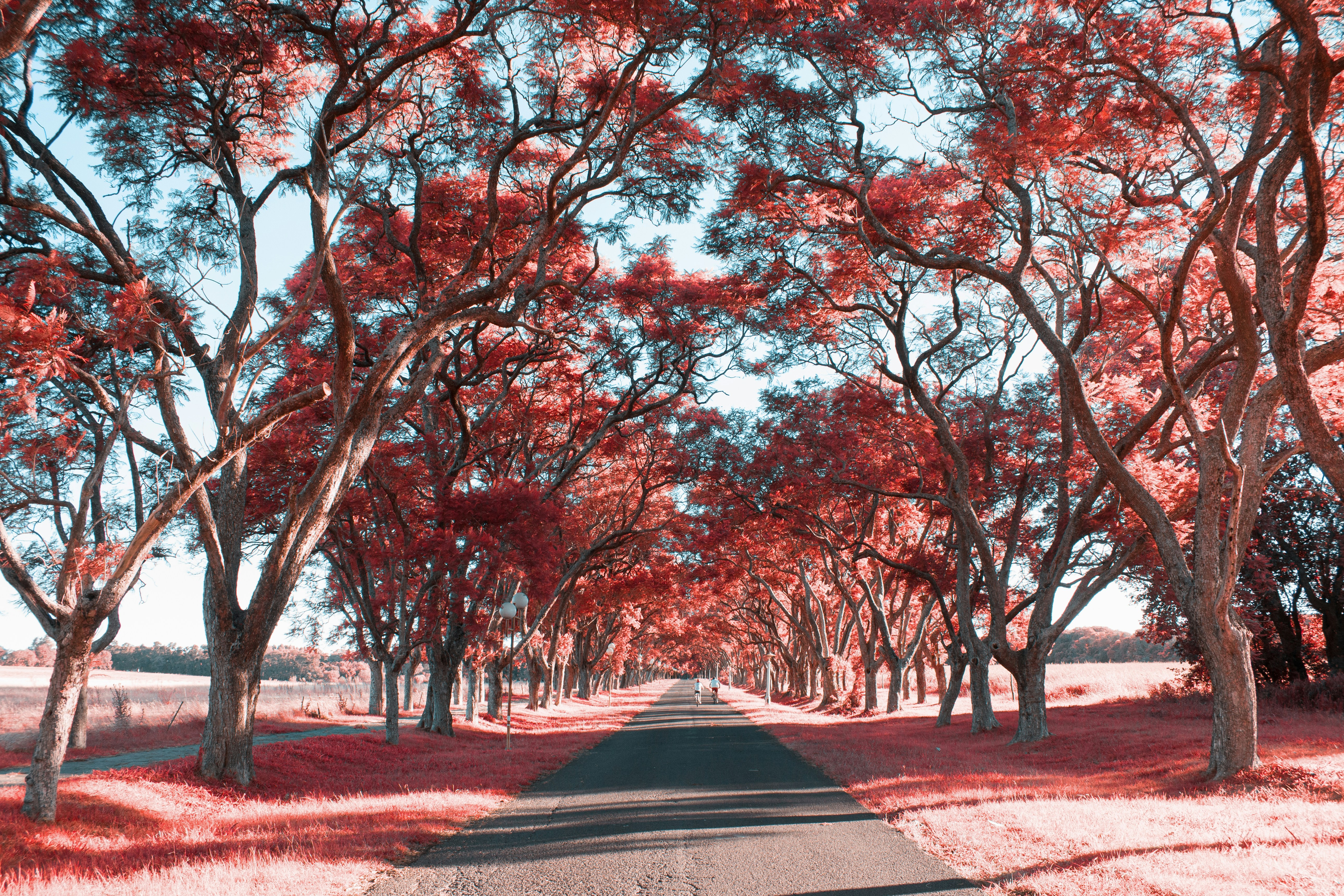 Red Avenue: A Tree-Lined Road Dunes Through an Arch of Canopy