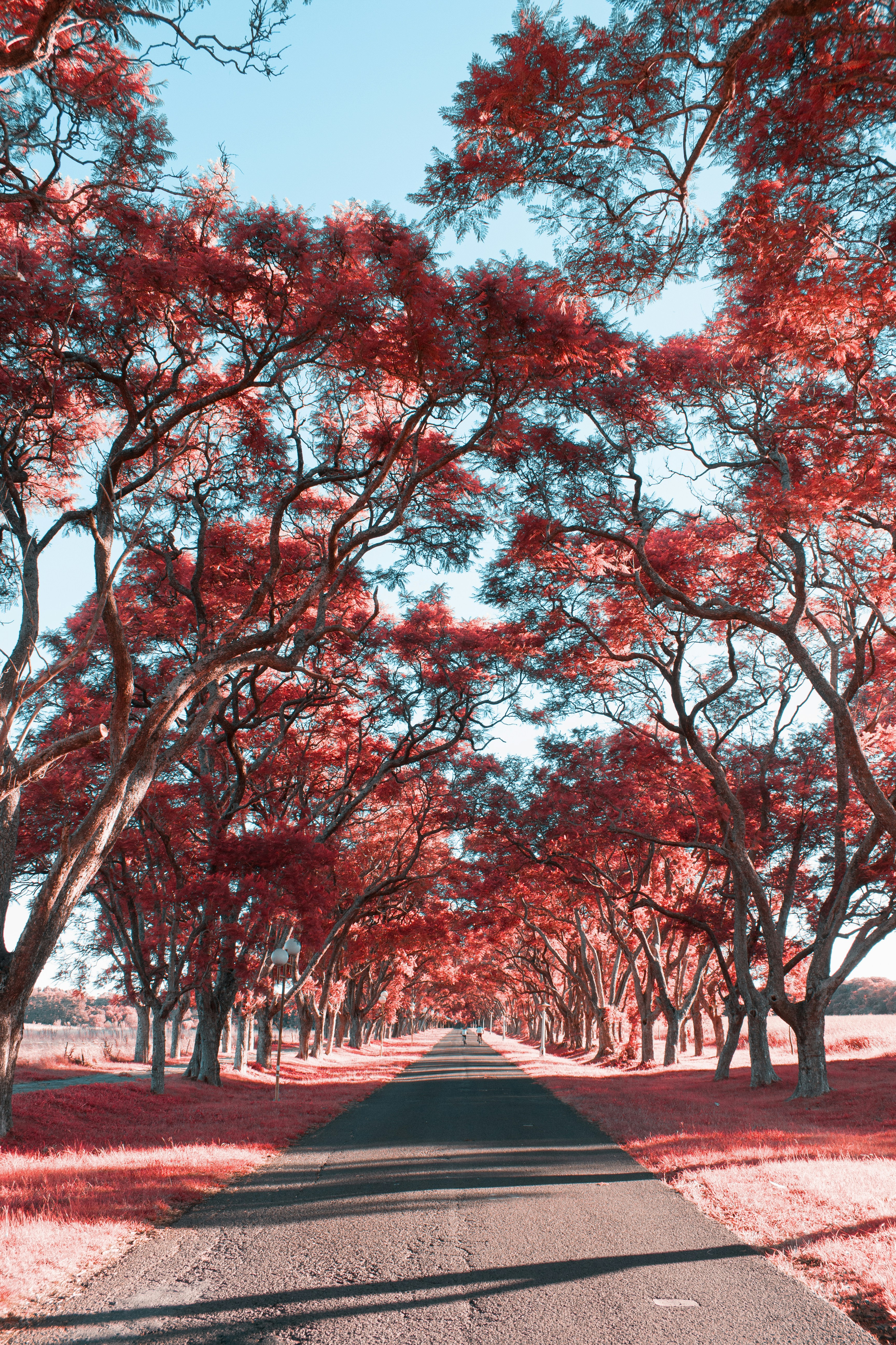 red leaf trees on brown field during daytime
