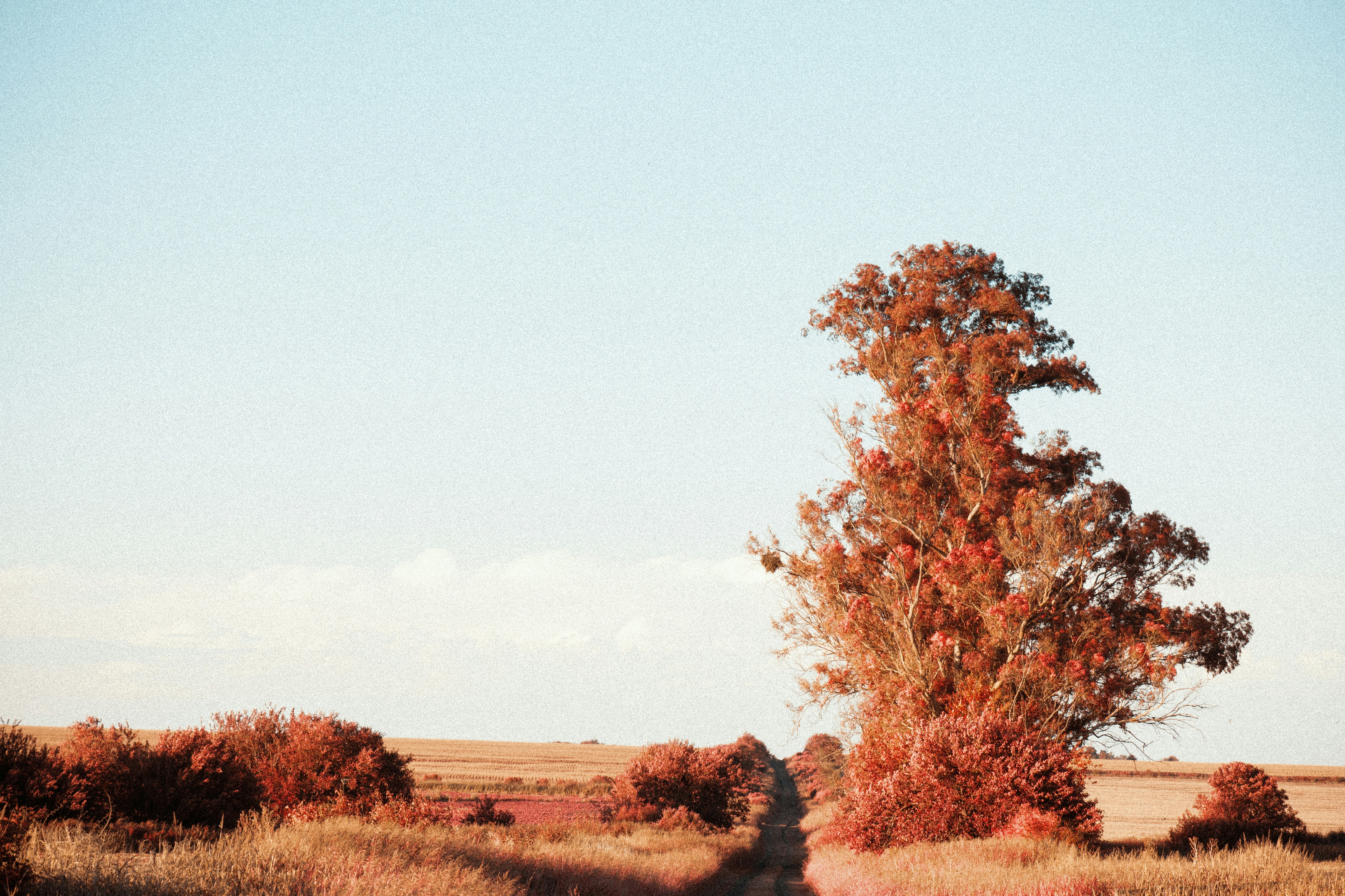 Lone tree adorned in autumn foliage stands beside a winding dirt path, leading through a tranquil landscape. Soft hues of orange and gold evoke a sense of nostalgia.