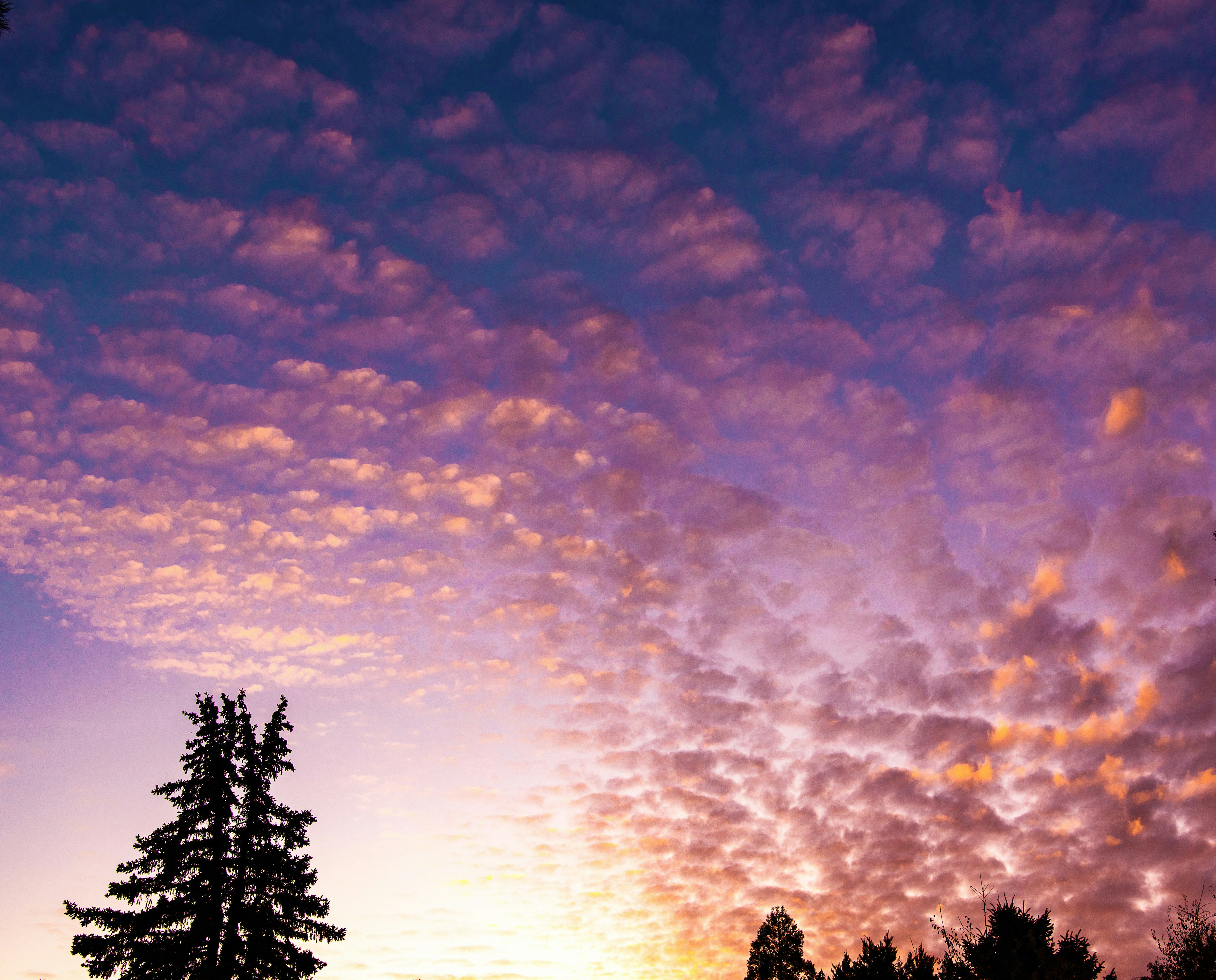 Altocumulus clouds in a multicolored sunset sky above the silhouette of a blue spruce tree.