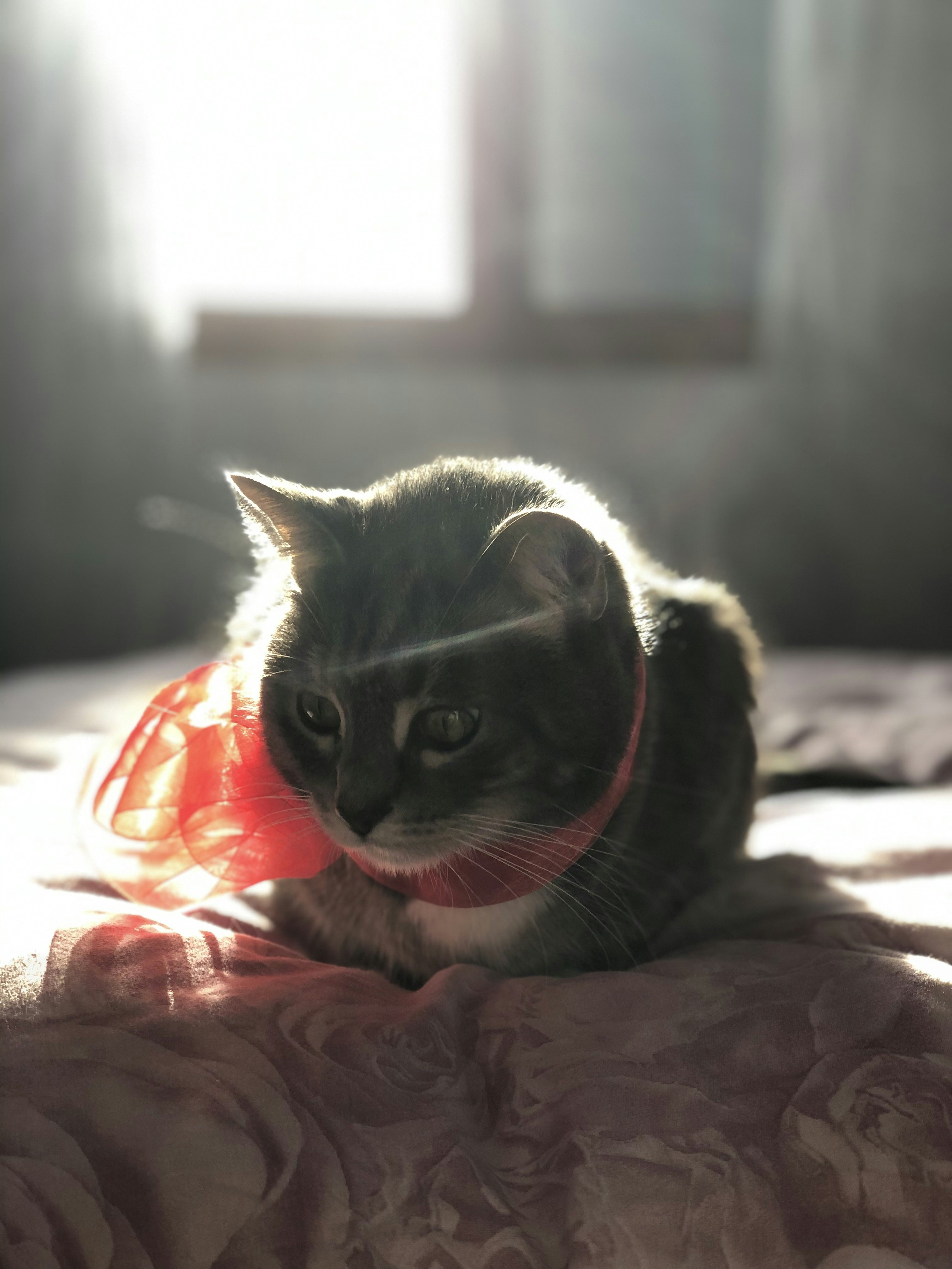 A gray cat adorned with a sheer pink ribbon rests on a floral bedspread, illuminated by soft sunlight streaming through a window.