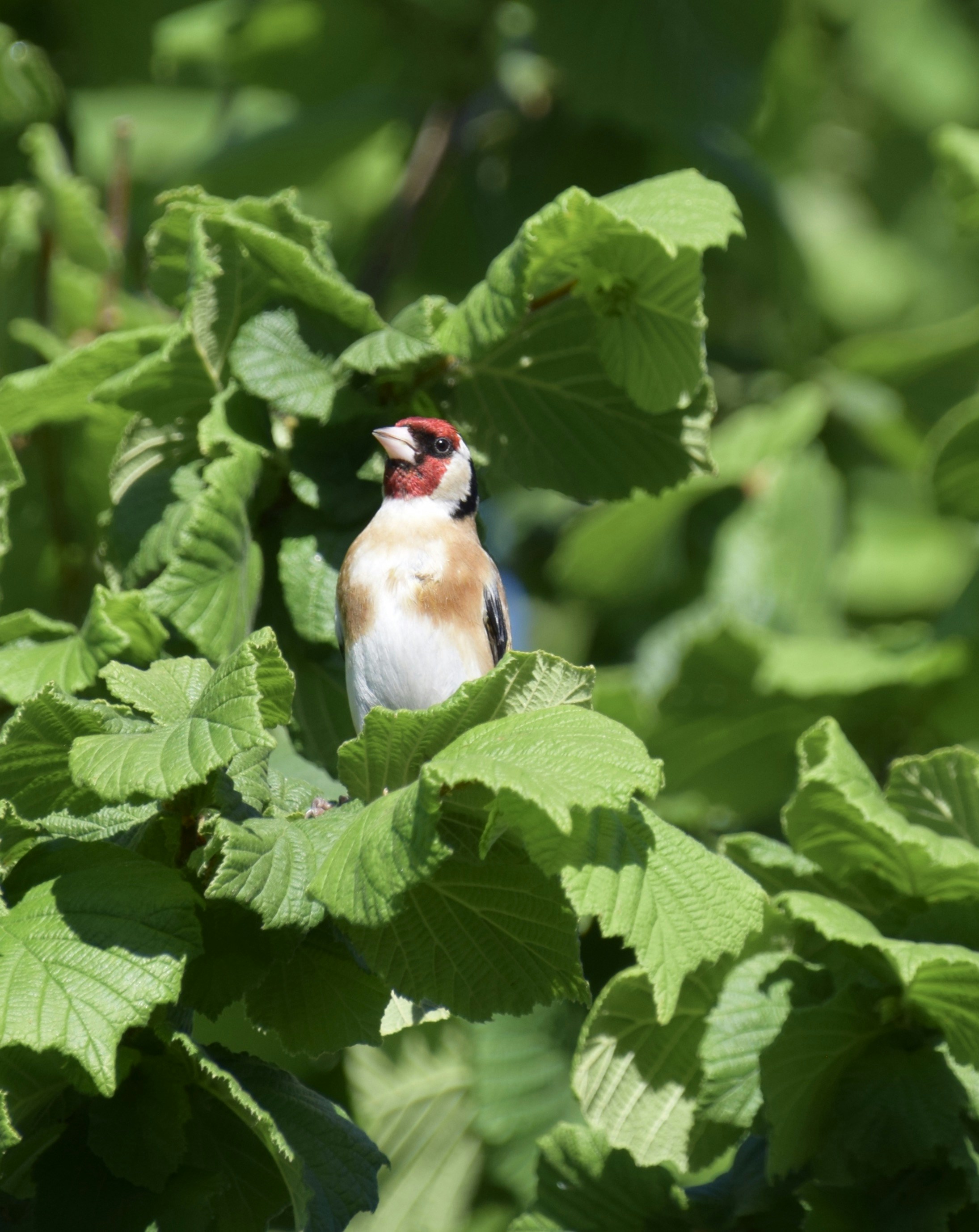 Red-faced Finch Perched in a Sunlit Leafy Frame