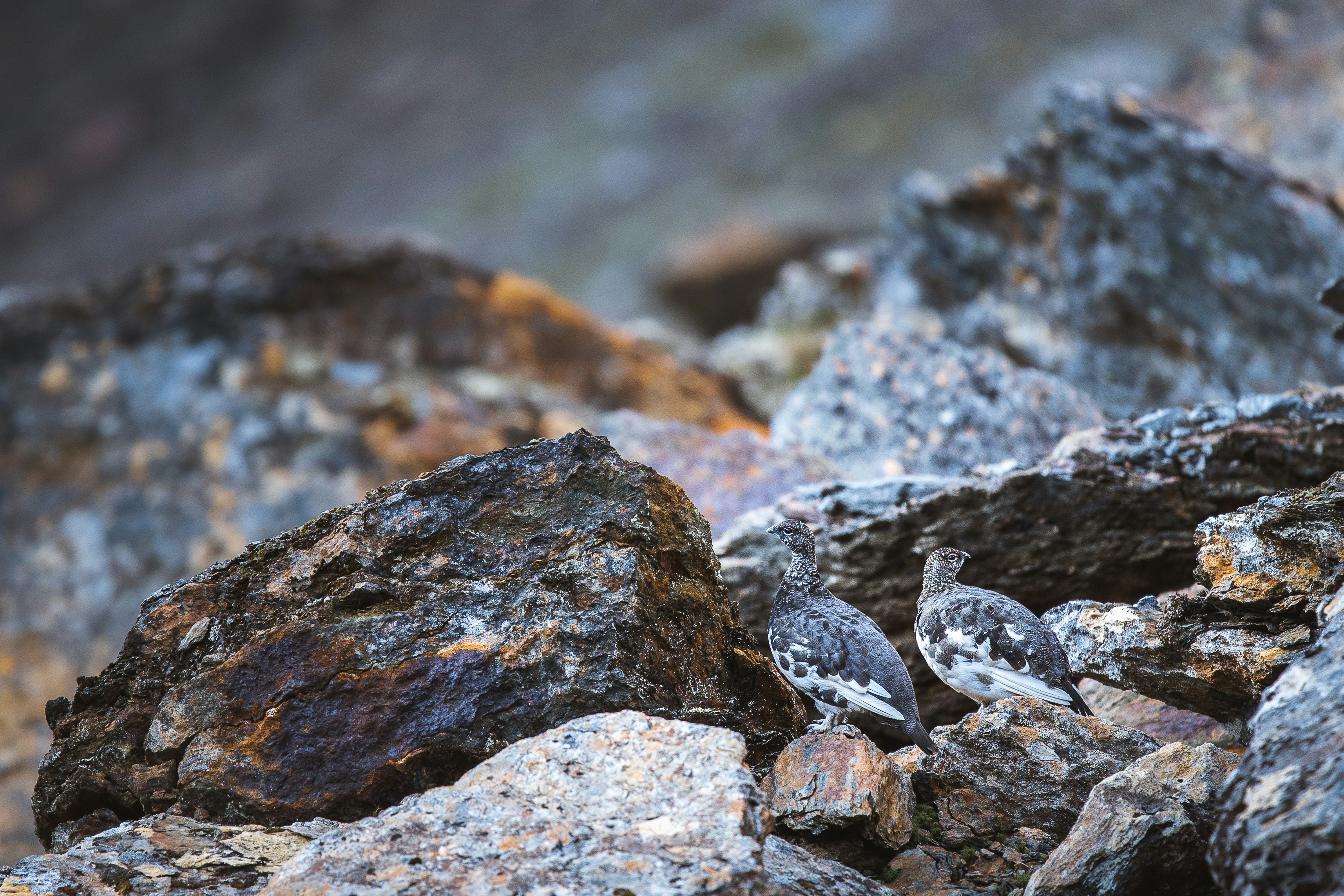 Two ptarmigans camouflaged among rugged rocks, showcasing their adaptive coloring against a textured backdrop.