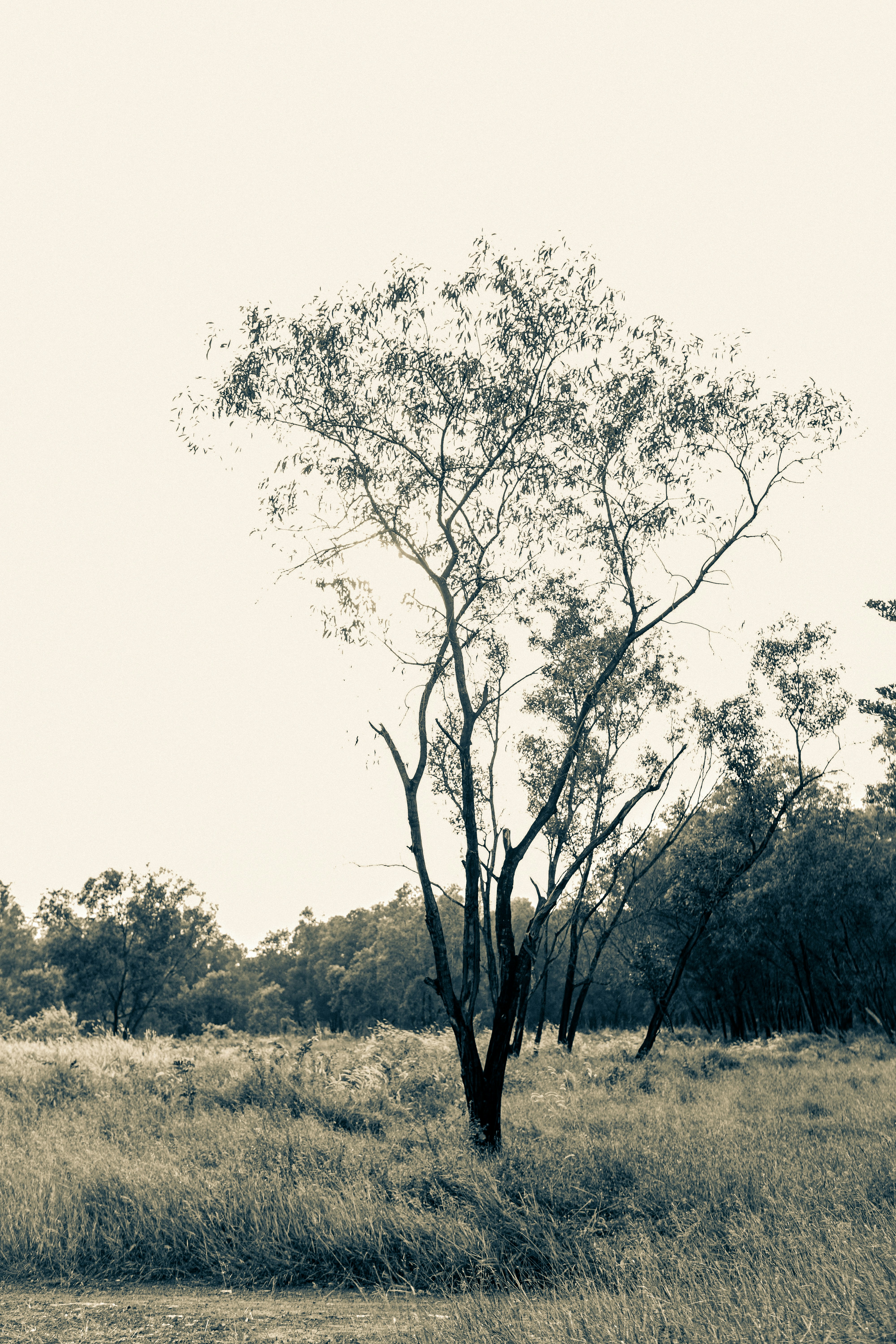 Green trees on green grass field during daytime photo – Free Single ...