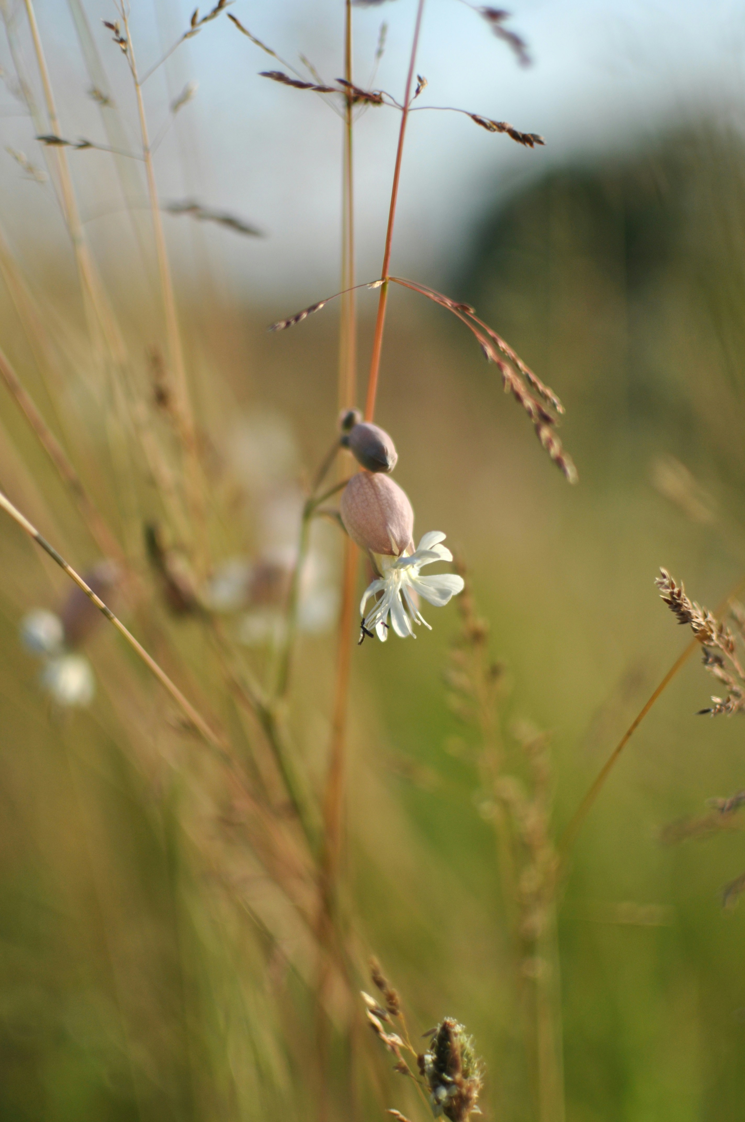 Nature scene with wild flower