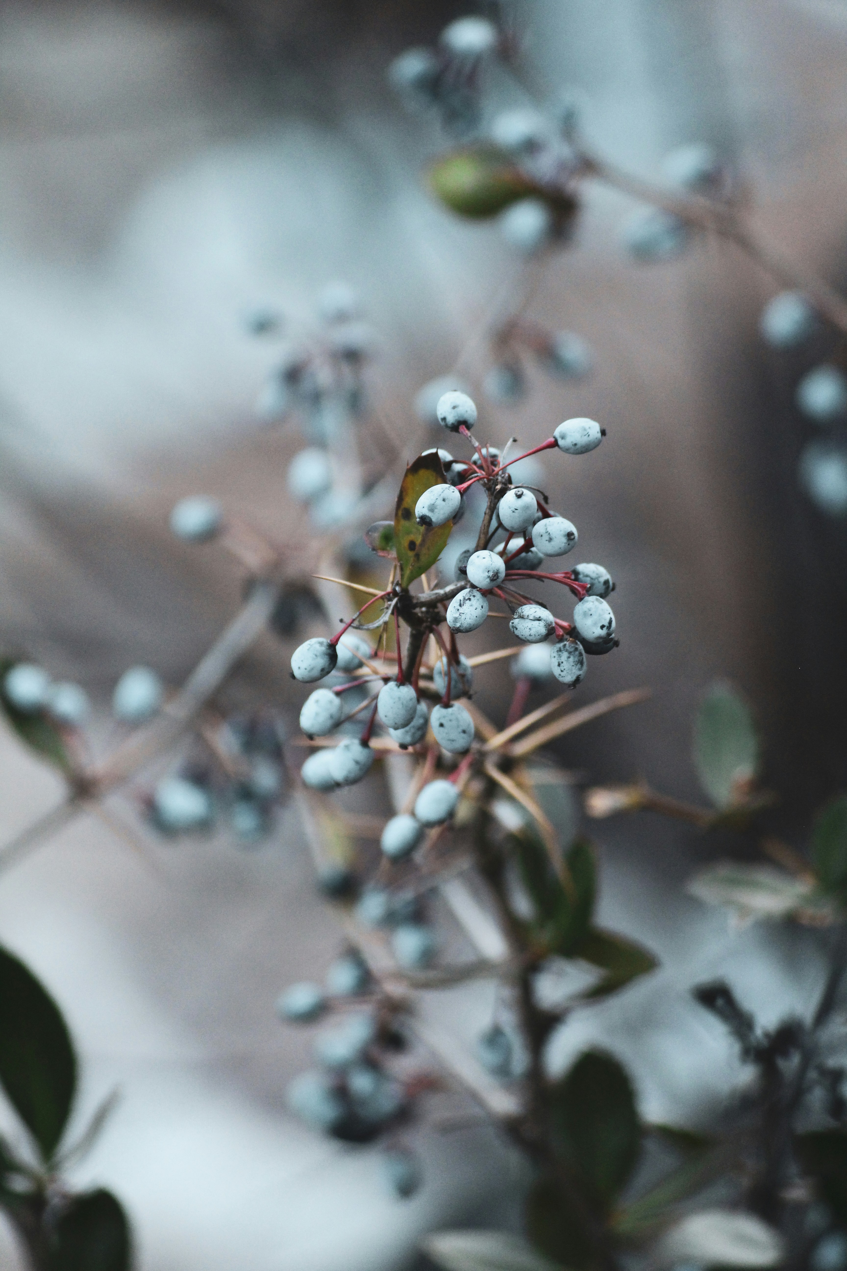 Frosted Blueberry Pendant: a micro winter scene on a slender branch
