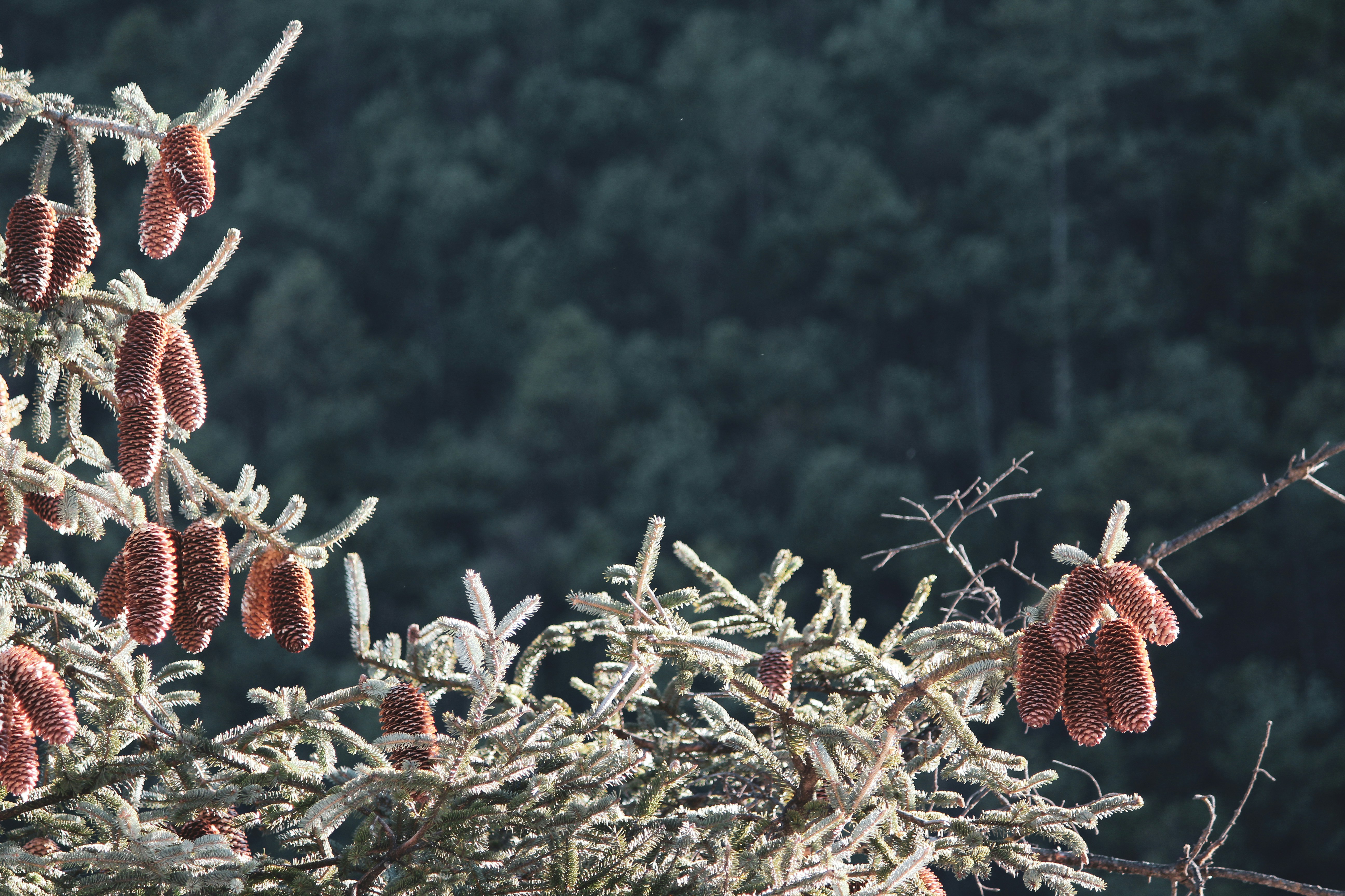 Fruits rouges et jaunes sur la branche de l’arbre photo – Photo Gris ...