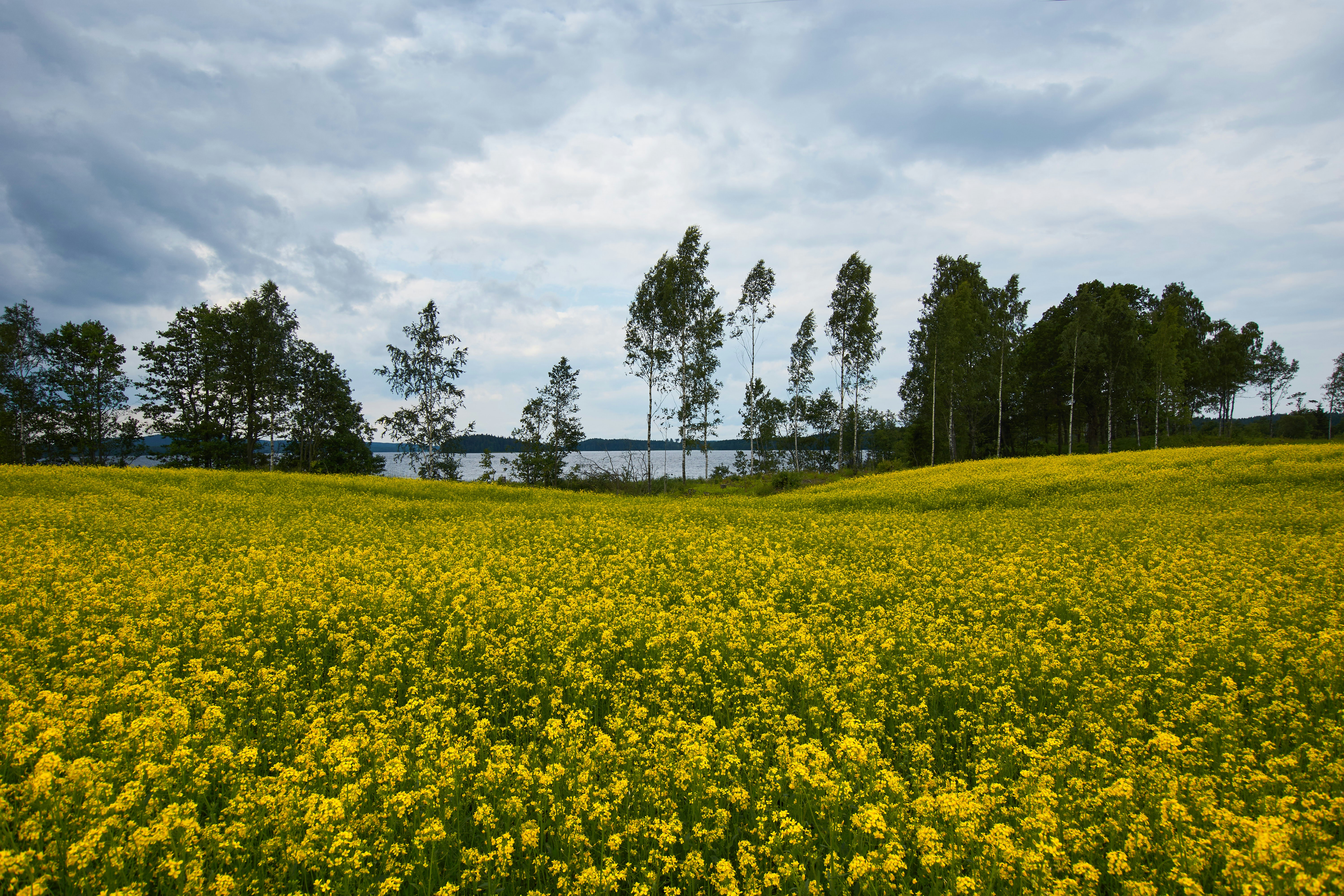 Canola Sea at the Lake's Quiet Horizon