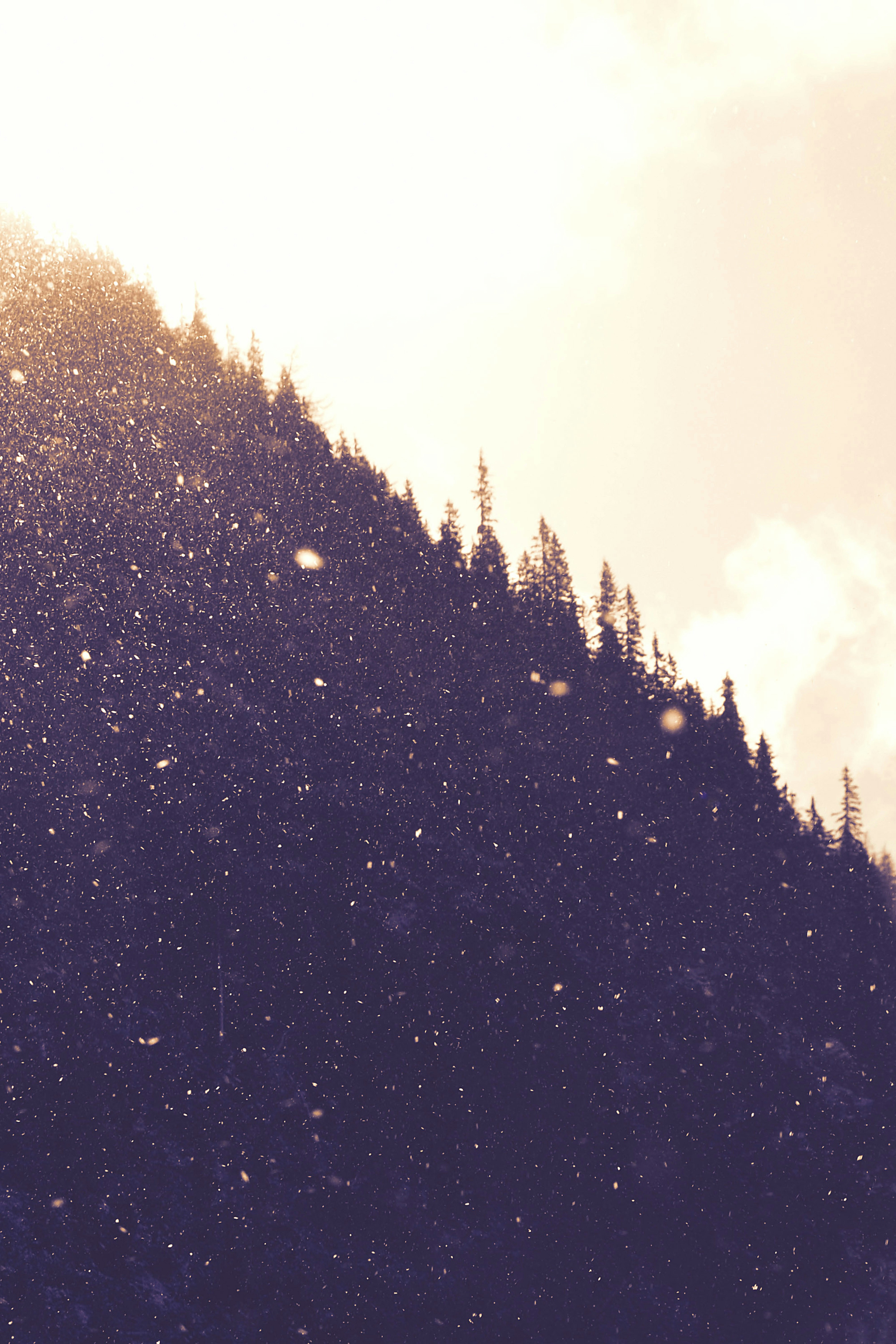 Golden Silhouette over a Snow-Dusted Pine Ridge