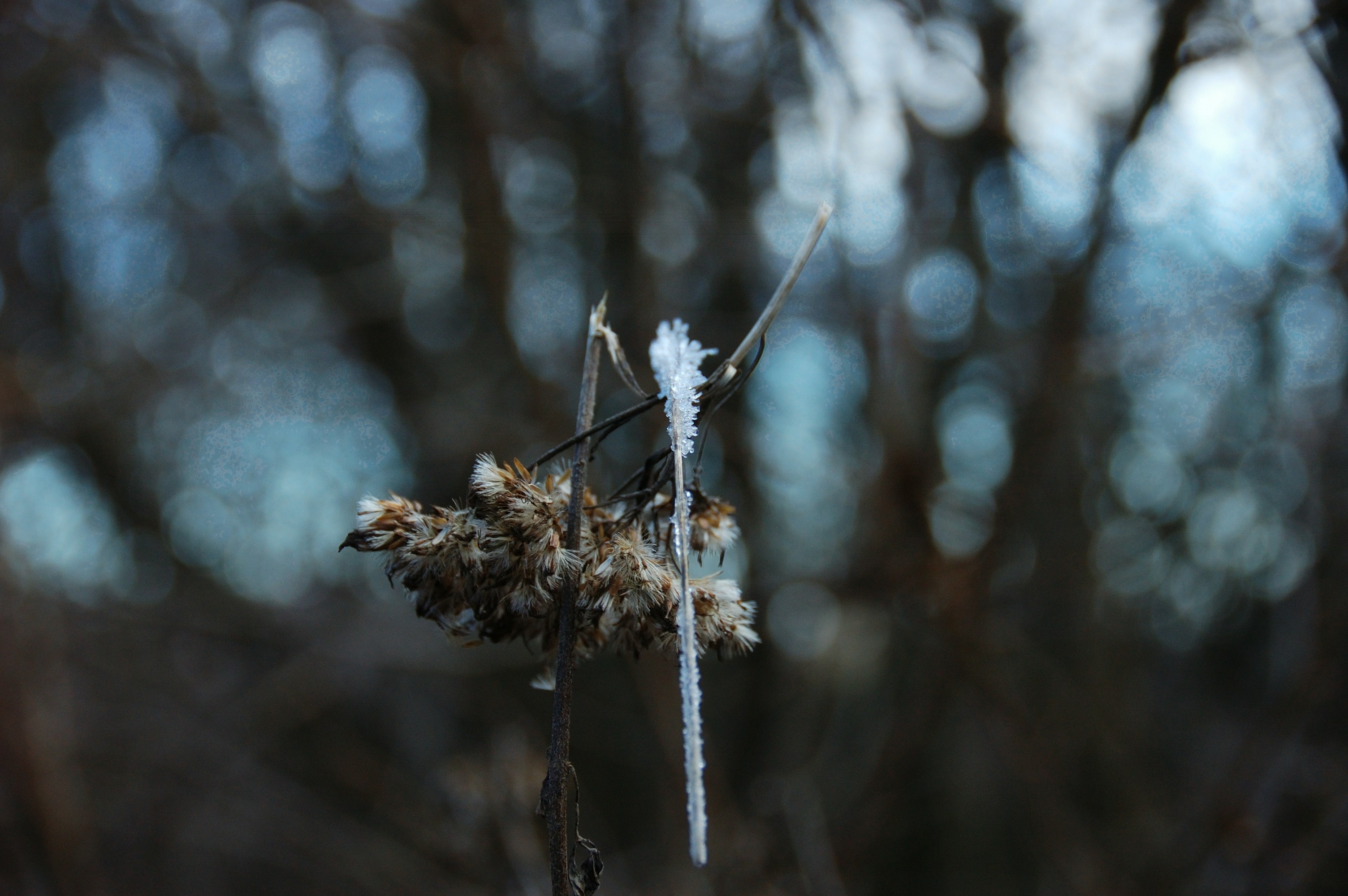 Ice Needle on a Withered Stem: a Velvet Blue Winter Portrait