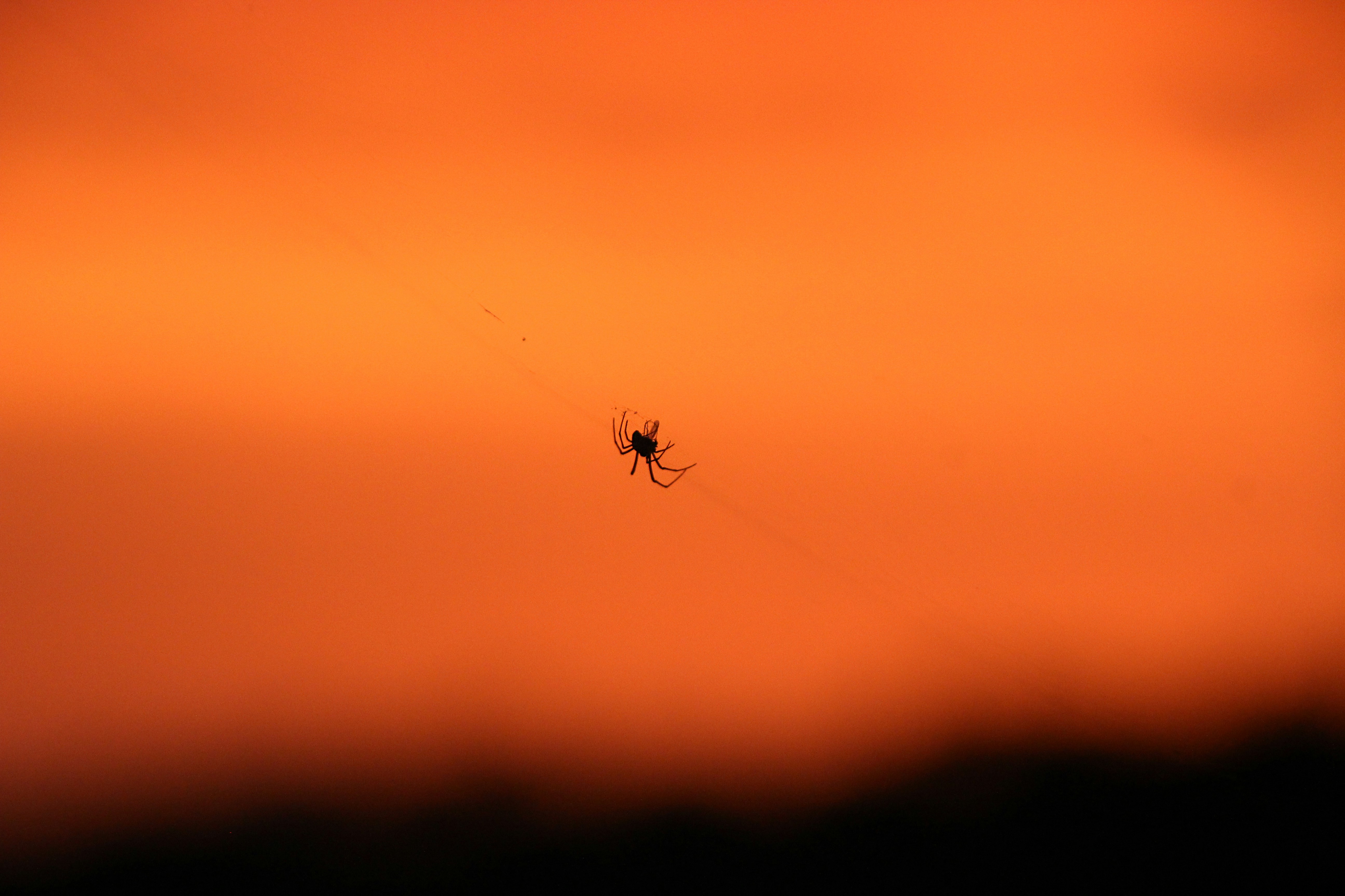Silhouette Weaver at Sunset