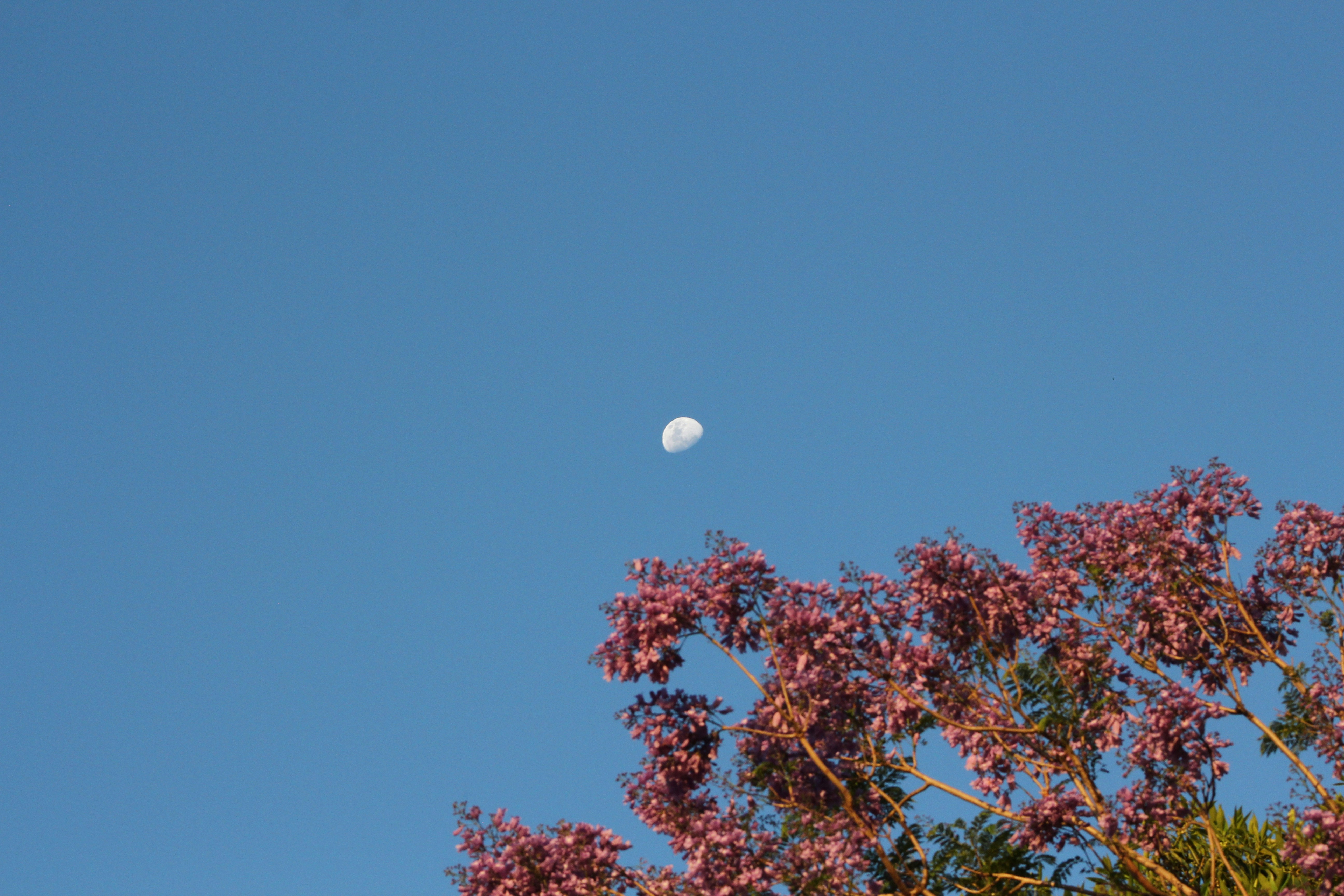 Moon Above Blossoms: A Quiet Sky Over Pink-Leafed Branches