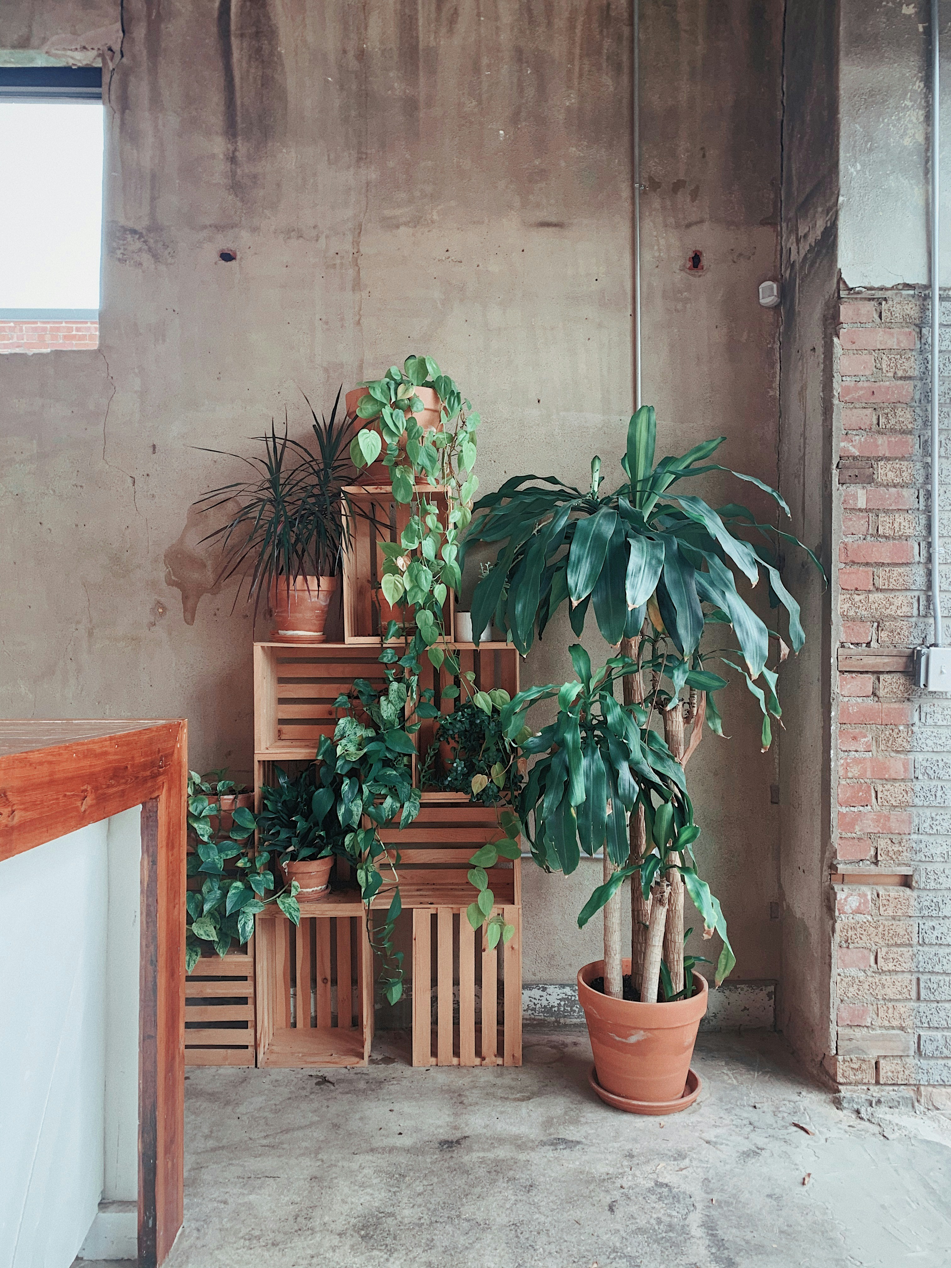 Lush green plants arranged in wooden crates against a textured wall, creating a serene indoor garden atmosphere.