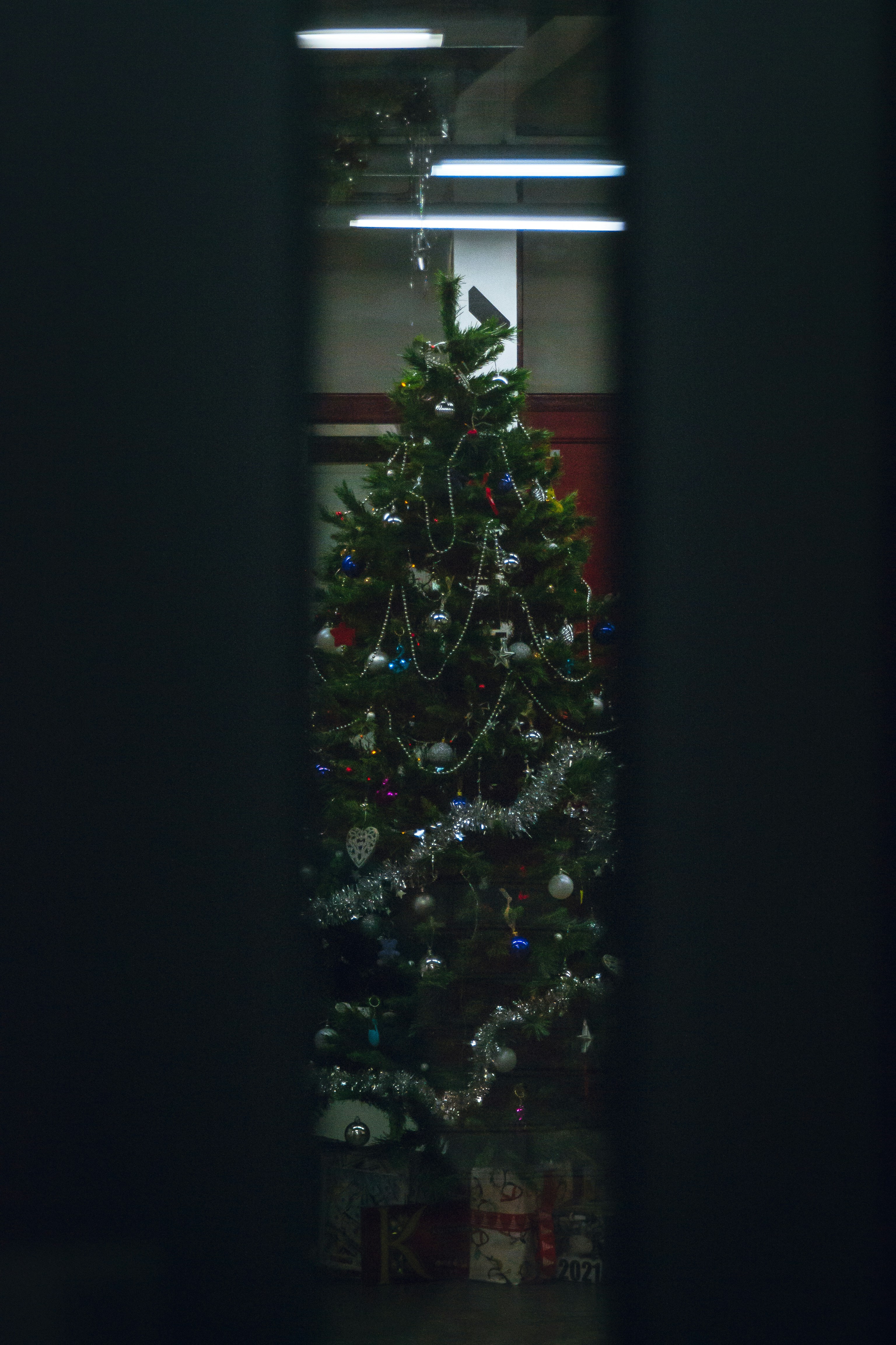 Through a Narrow Gap: A Christmas Tree with Quiet Glow