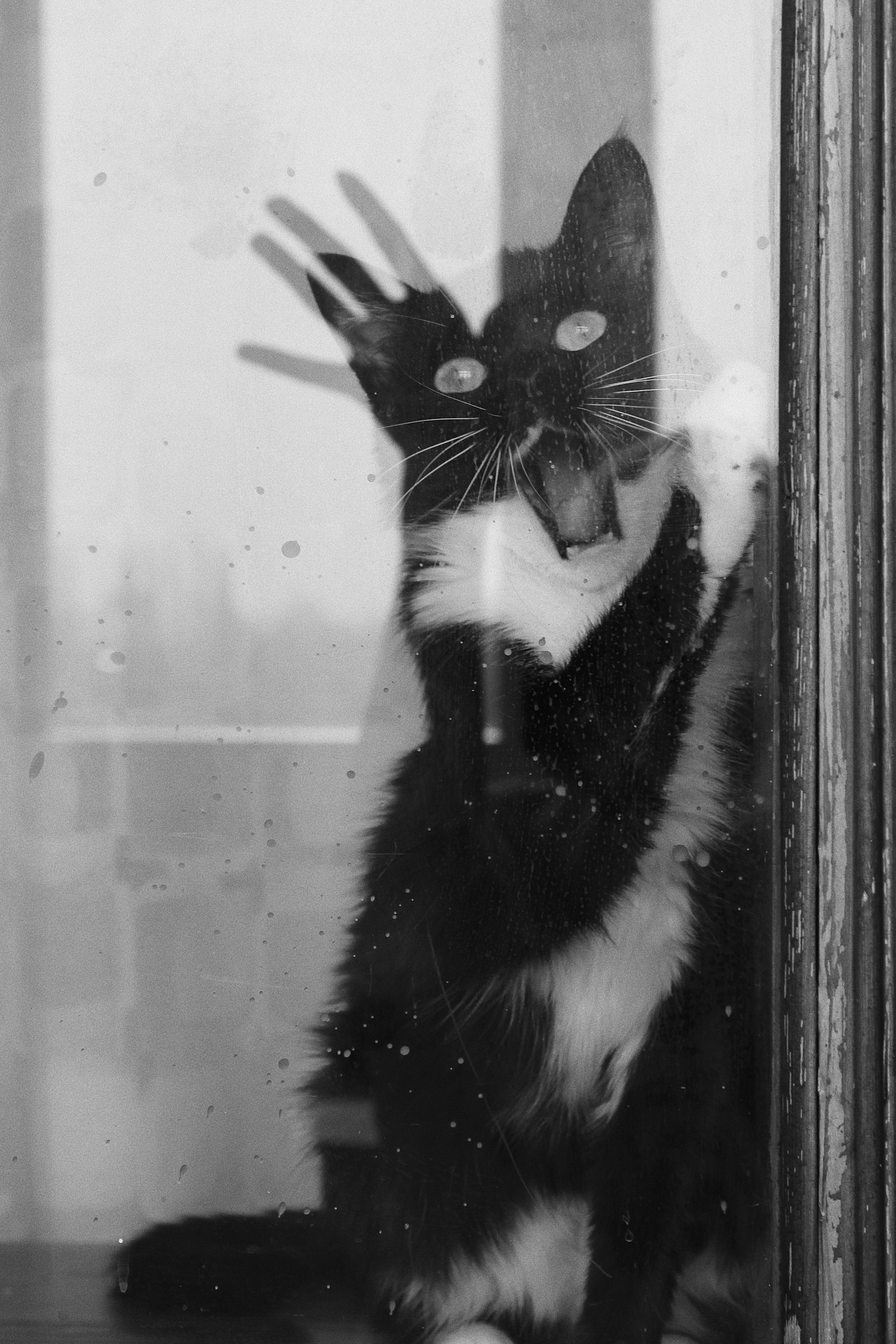 black and white cat on window