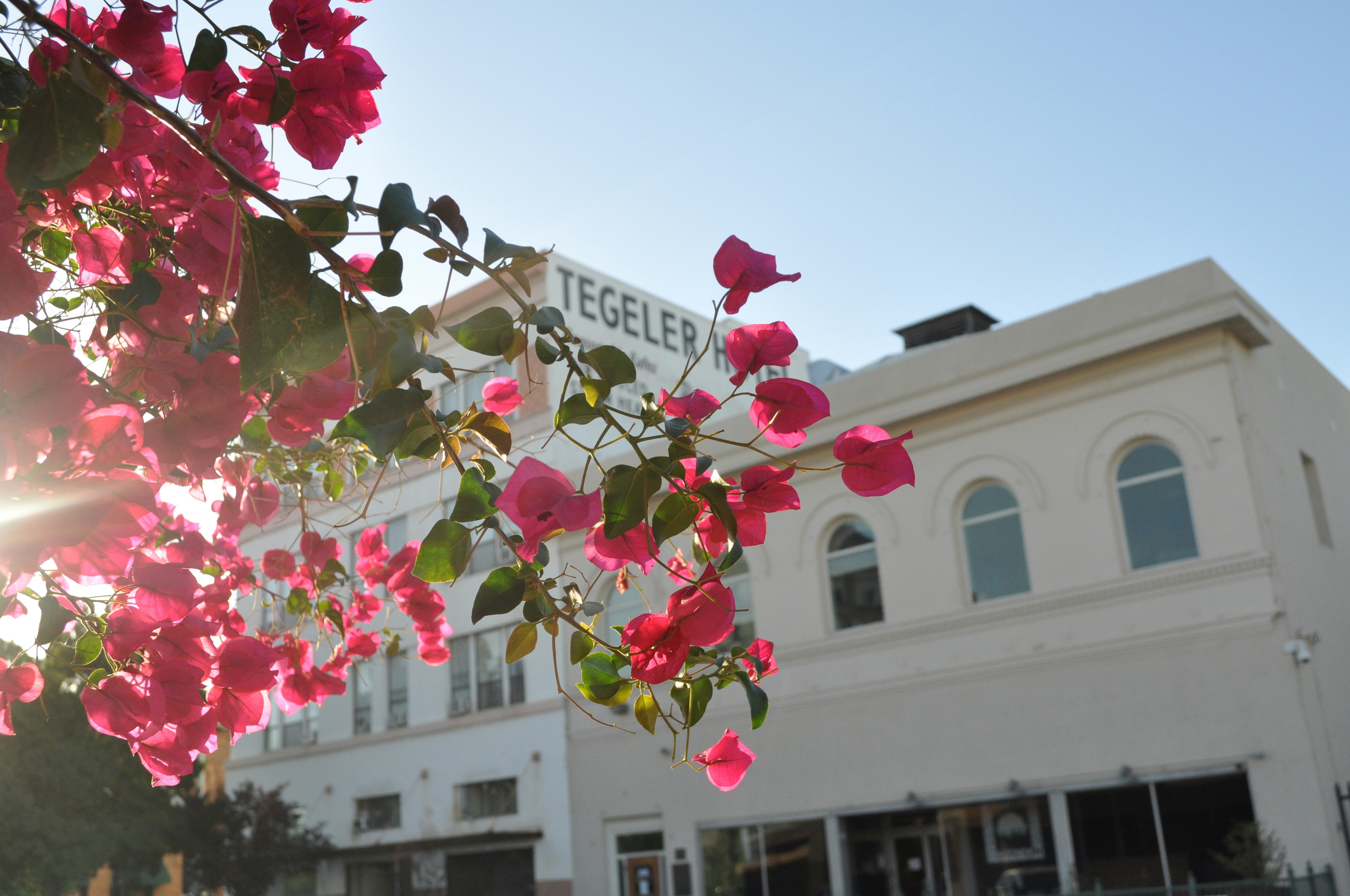 Bougainvillea Framing a Sunlit Facade with Arched Windows