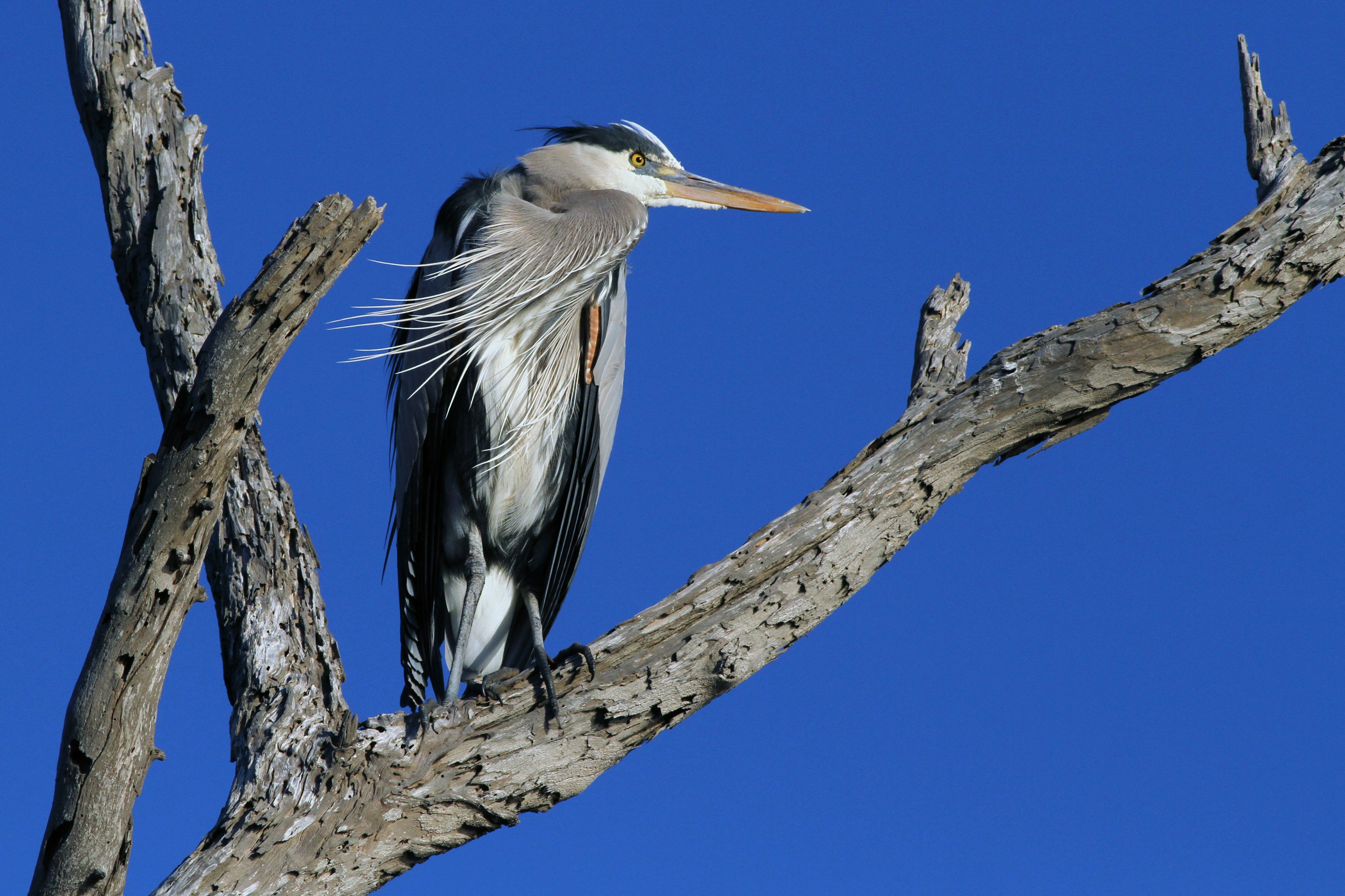 Great Blue Heron perched on a leafless branch under a clear blue sky.
