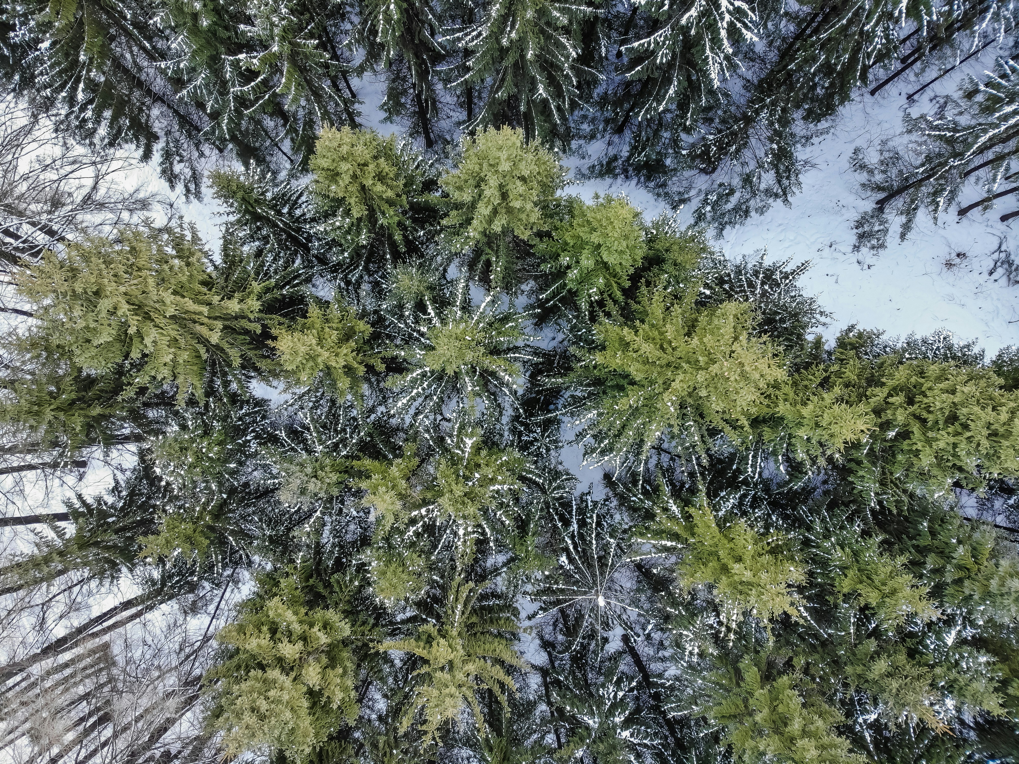 Verdant Pines in Snow: A Top-Down Winter Canopy