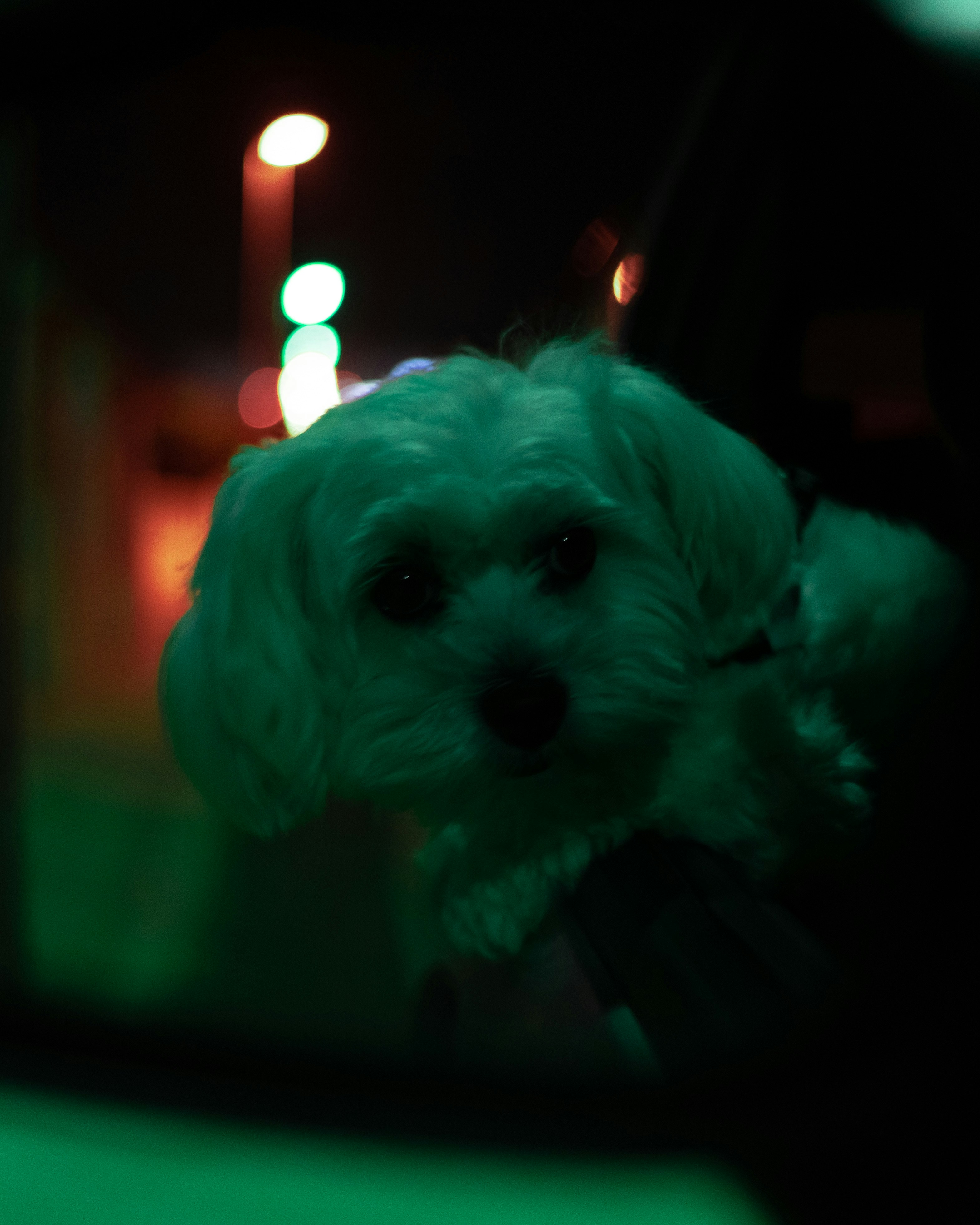Emerald Night Pup: Neon Gaze in a Green-Glow Street