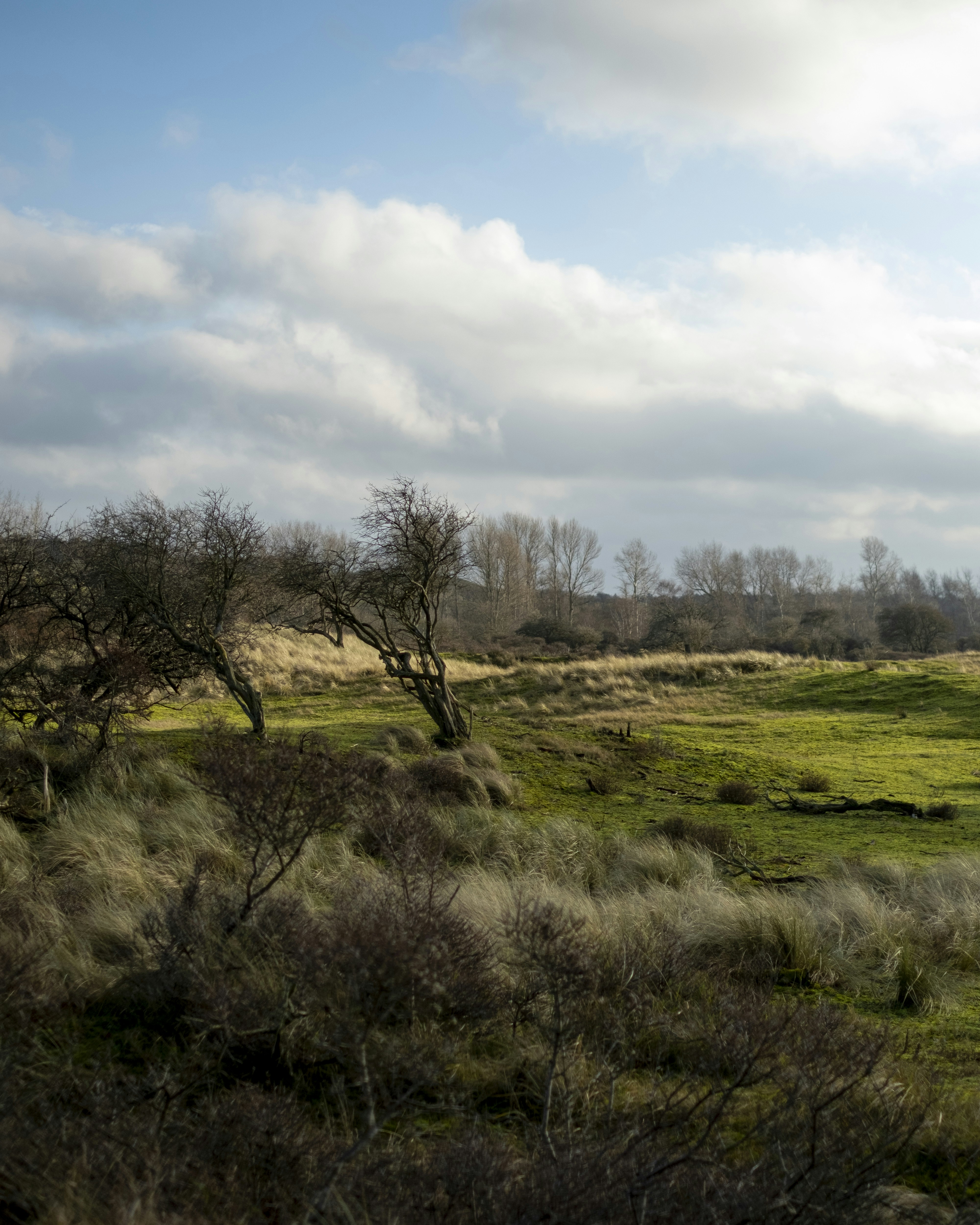 Gnarled Sentinel by the Moor