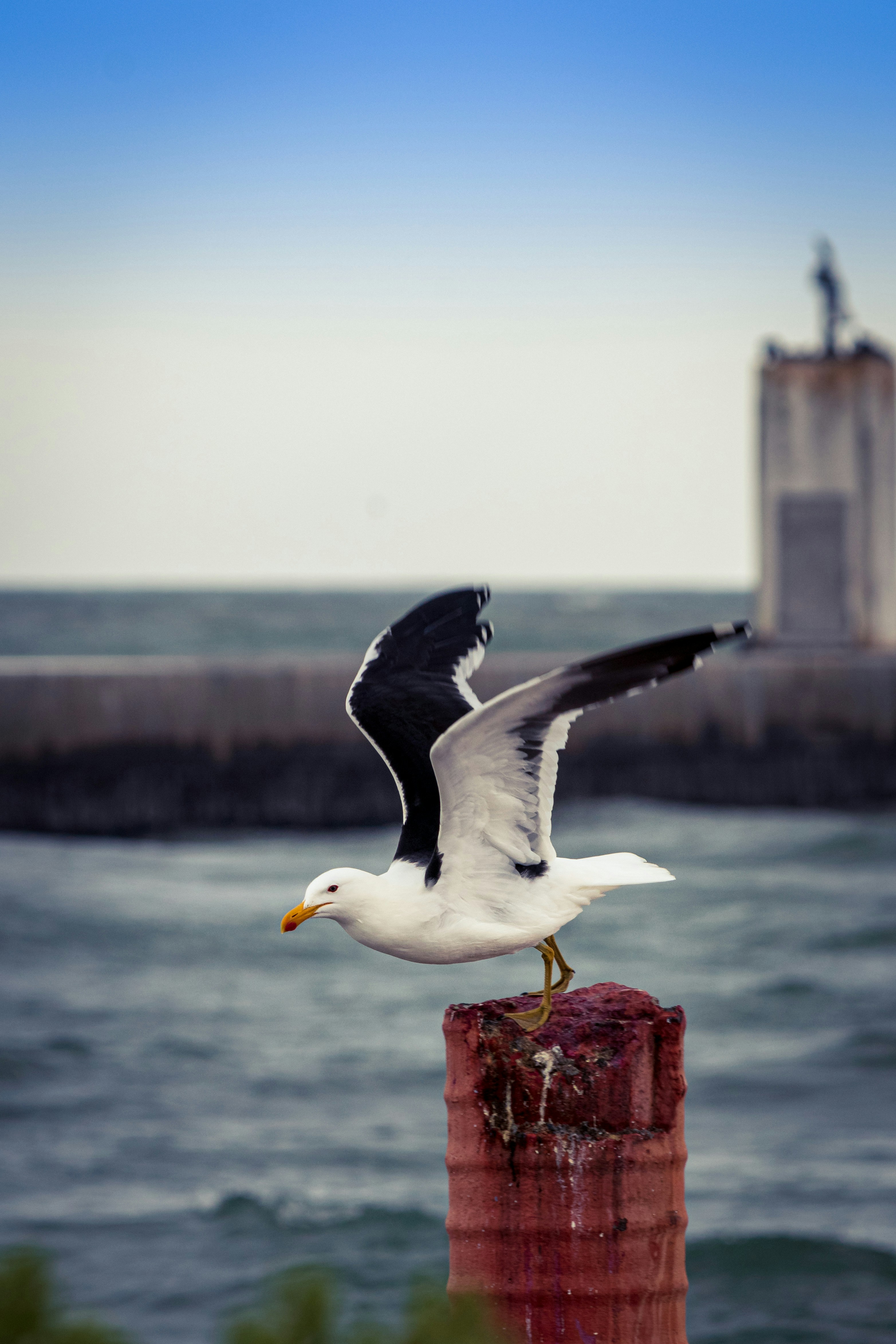 Crimson Post, Coastal Grace: Seagull Poised by the Breakwater