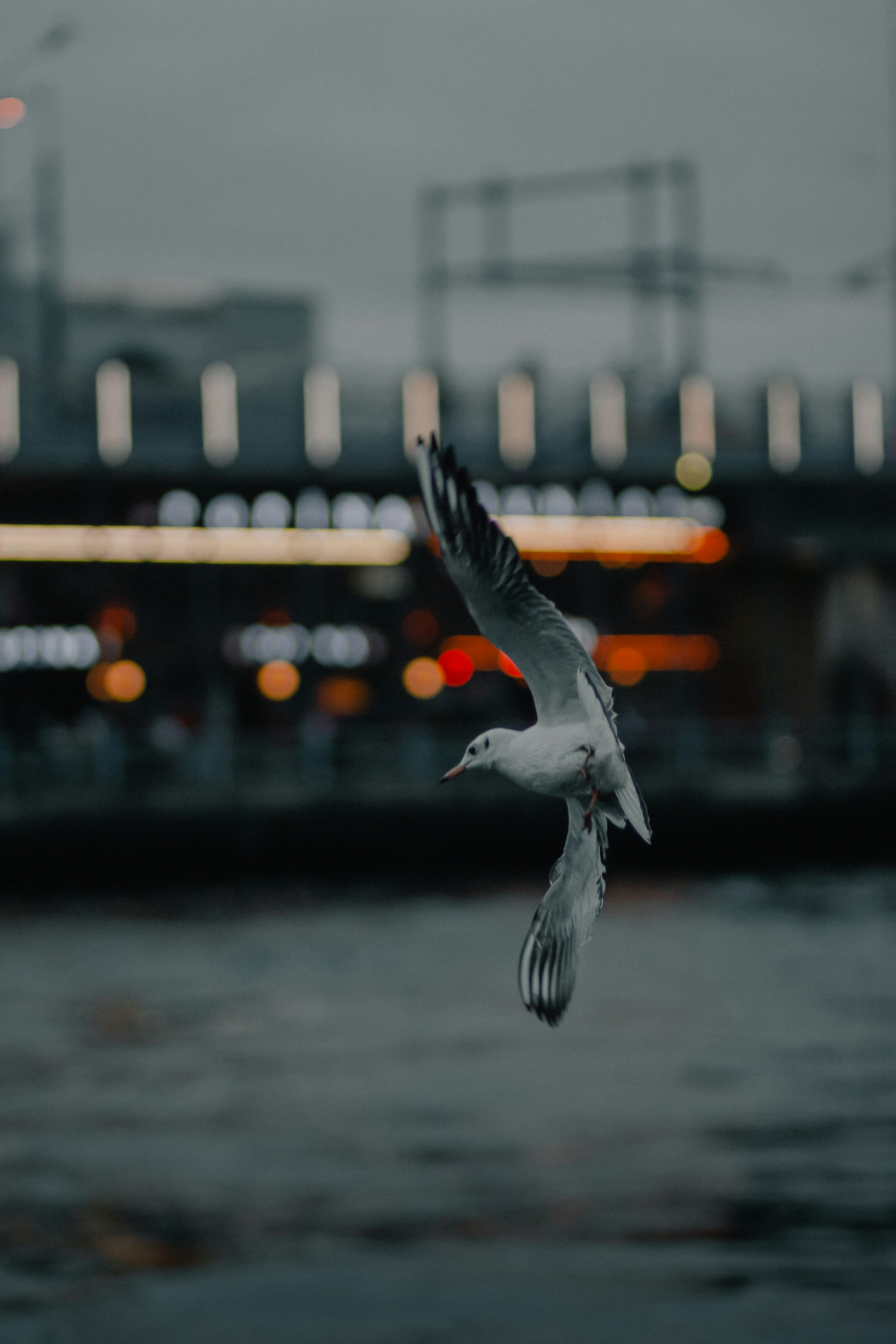 A seagull gracefully hovering above the water, with a blurred cityscape illuminated by soft lights in the background.