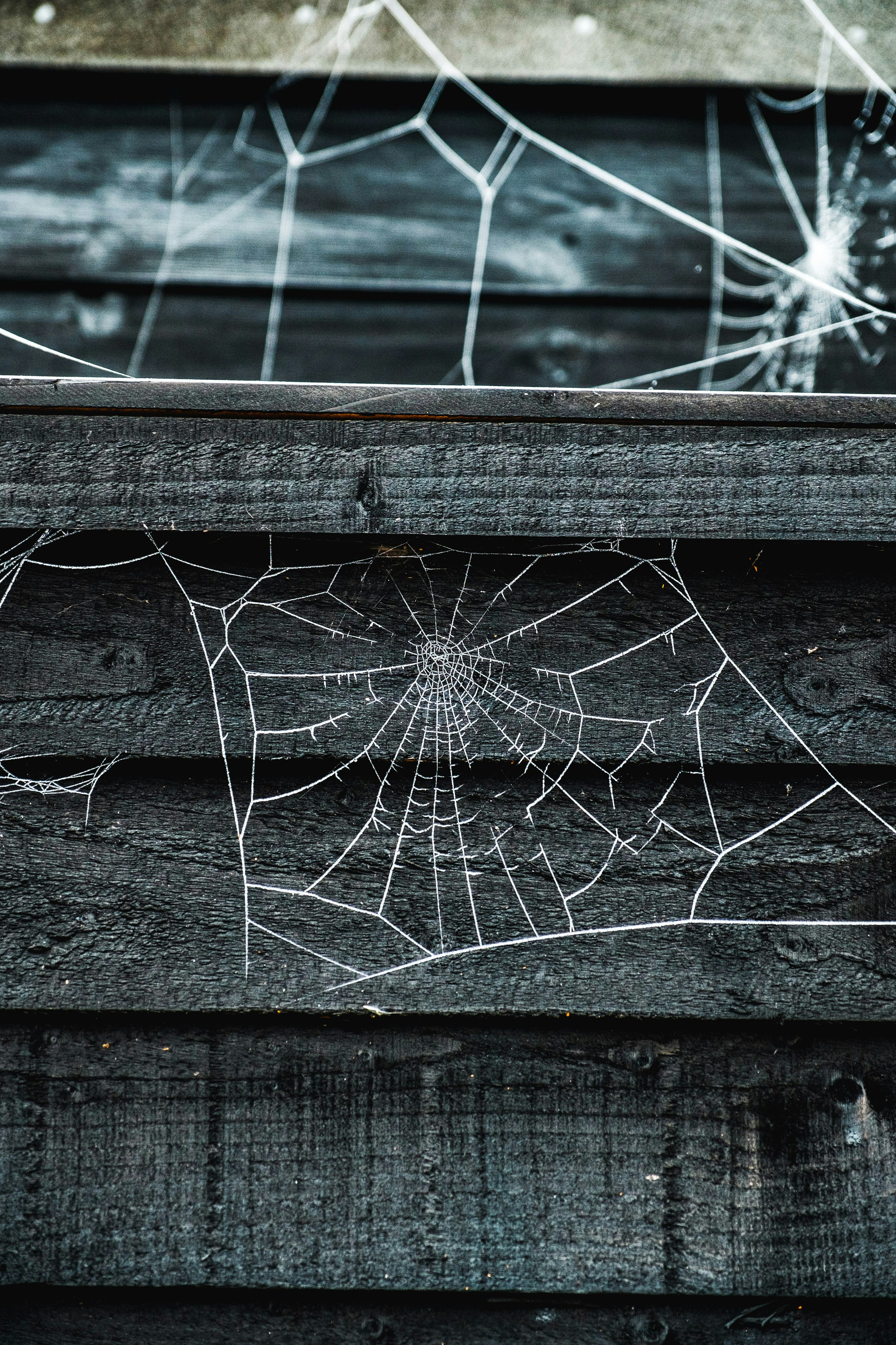 Fractured Web on Weathered Timber