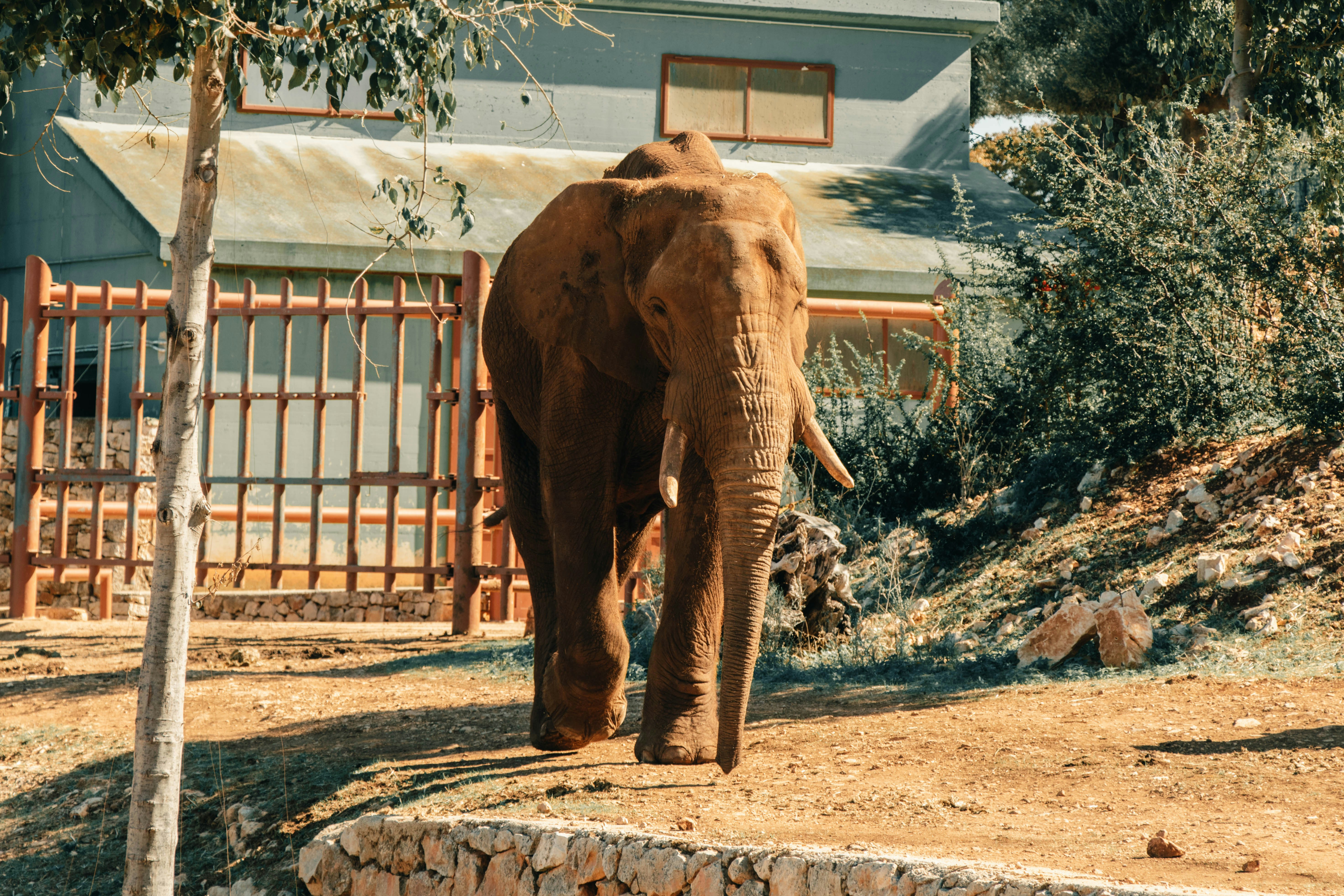 Elephant at the Exhibit Gate: Warm Light on Rough Terrain