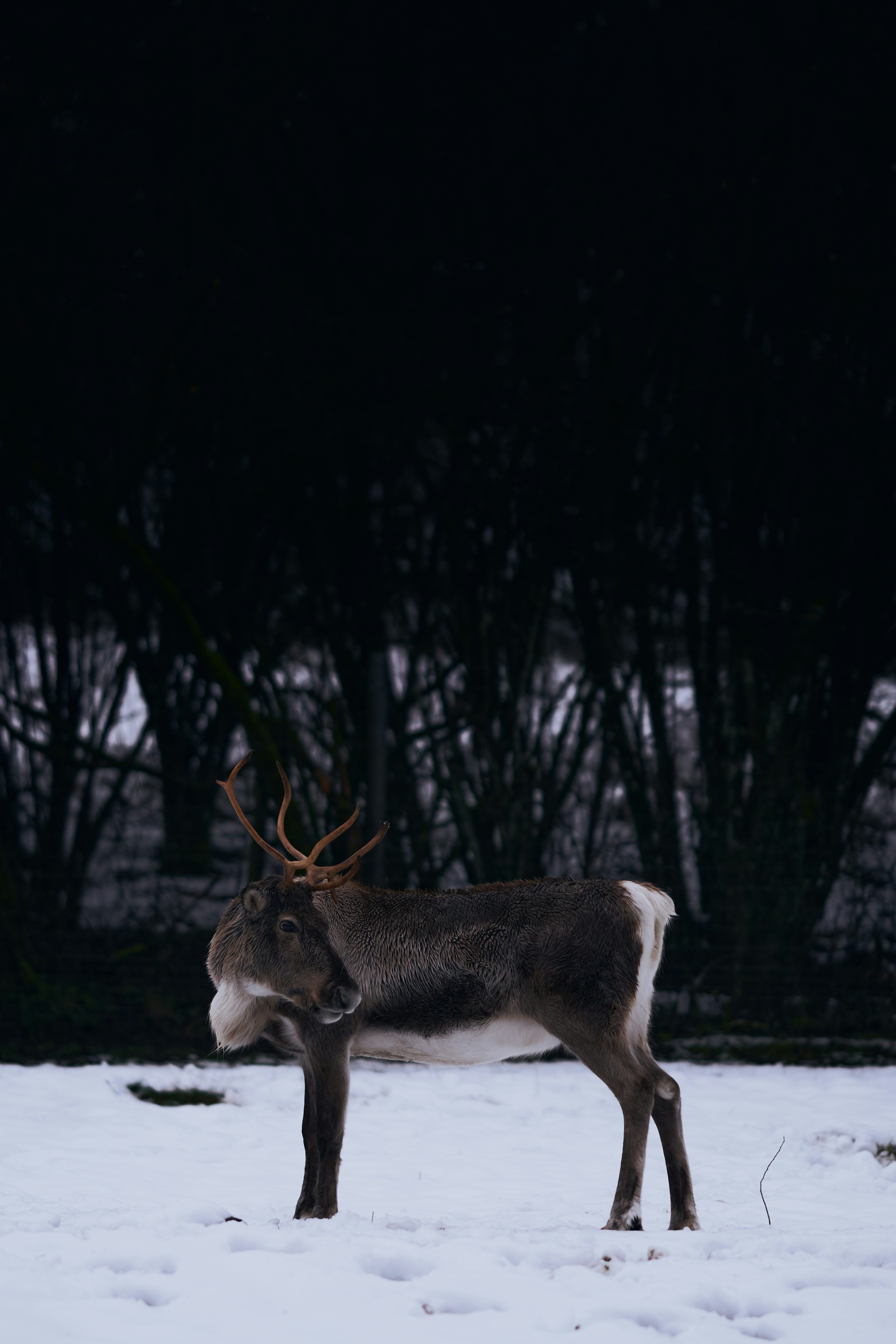 Dusk Stag in a Snow-Blanketed Forest