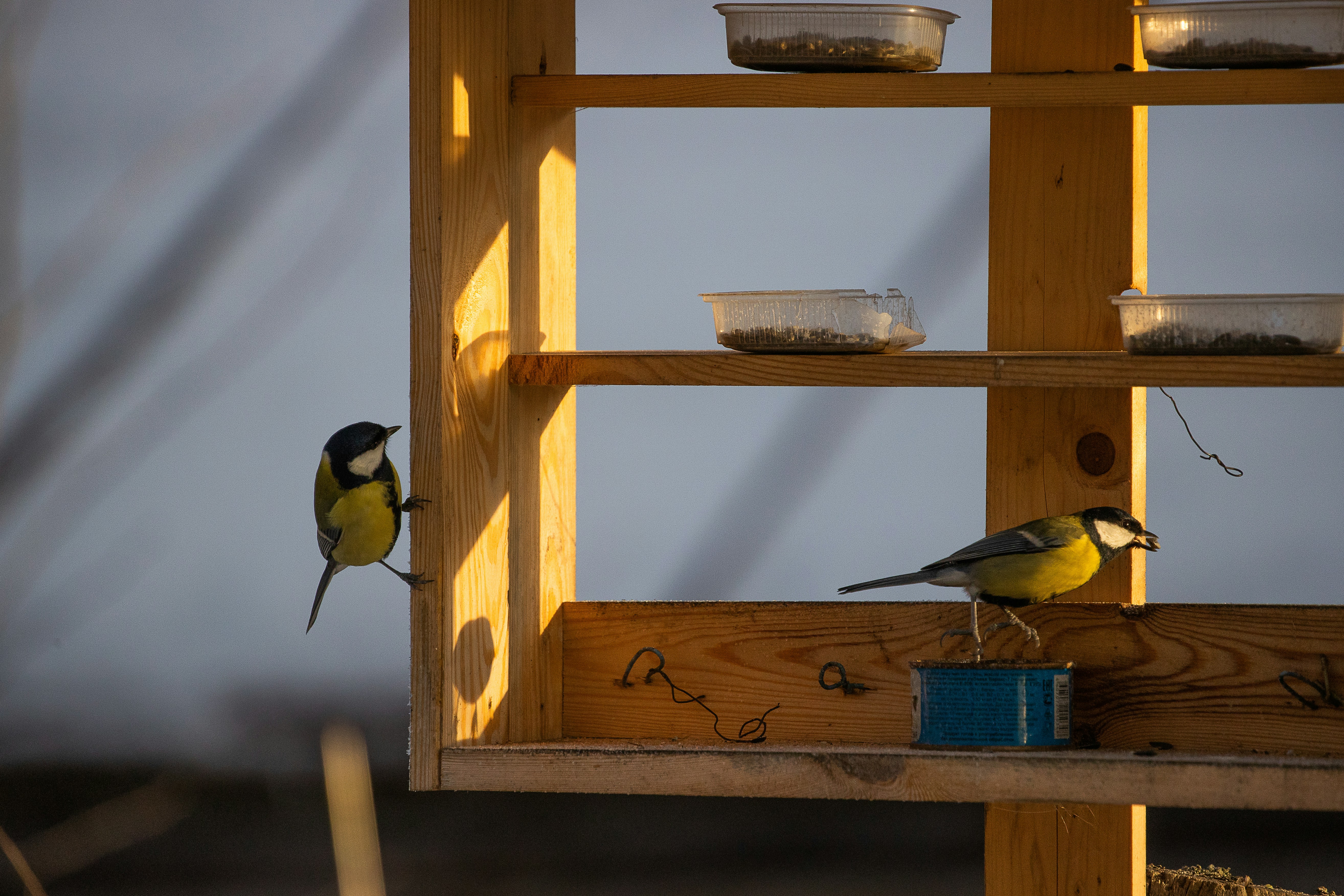 Two great tits perched on a wooden bird feeder, one poised to take flight while the other enjoys a snack. 
