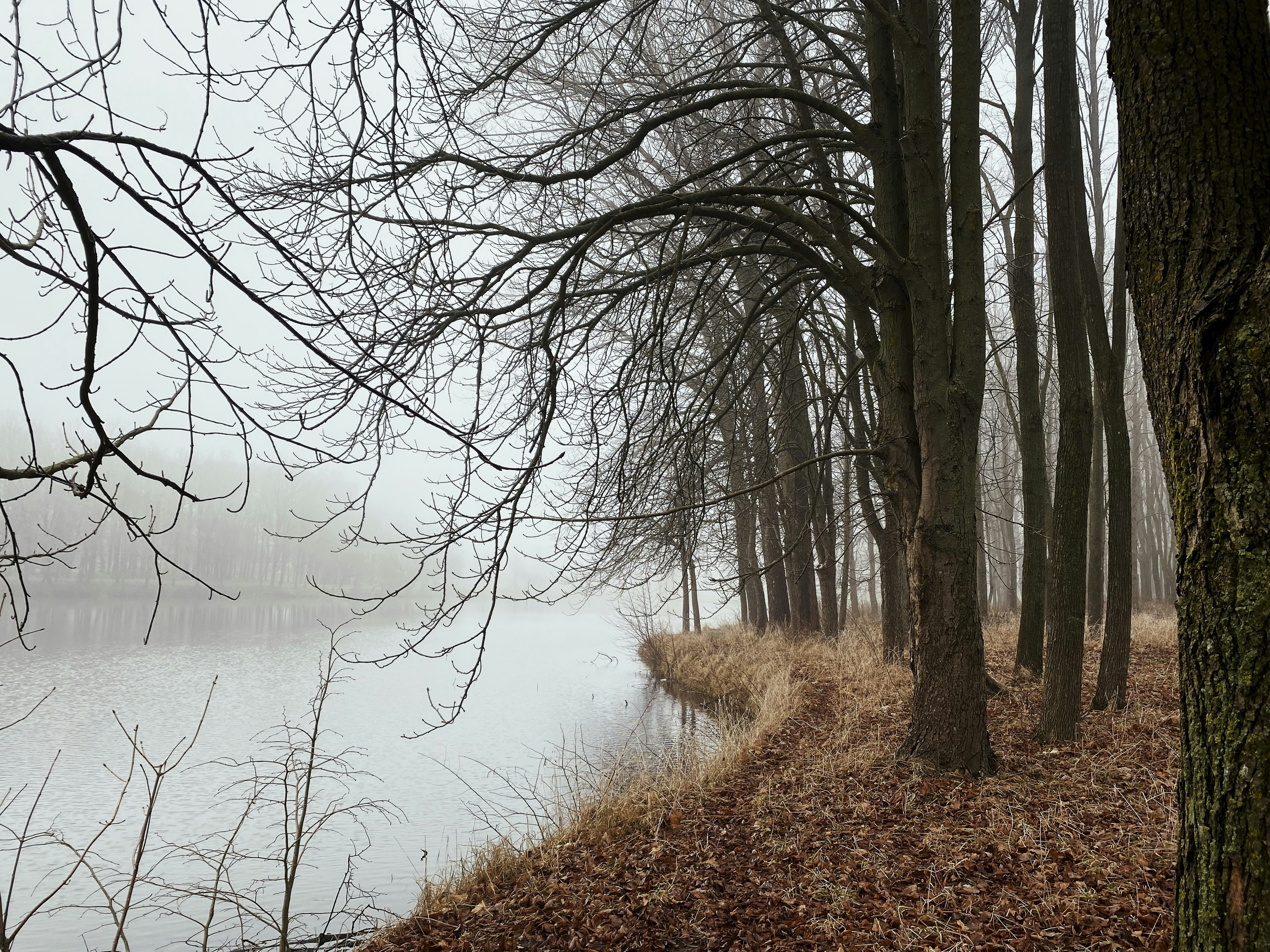 Fog envelops a tranquil riverbank lined with bare trees, creating a serene and mysterious atmosphere.