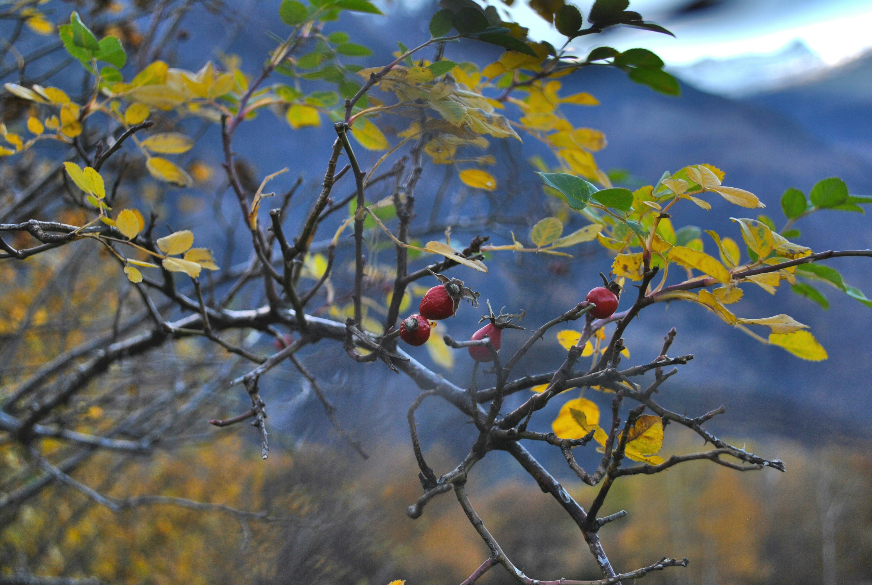 yellow and red leaves on brown tree branch