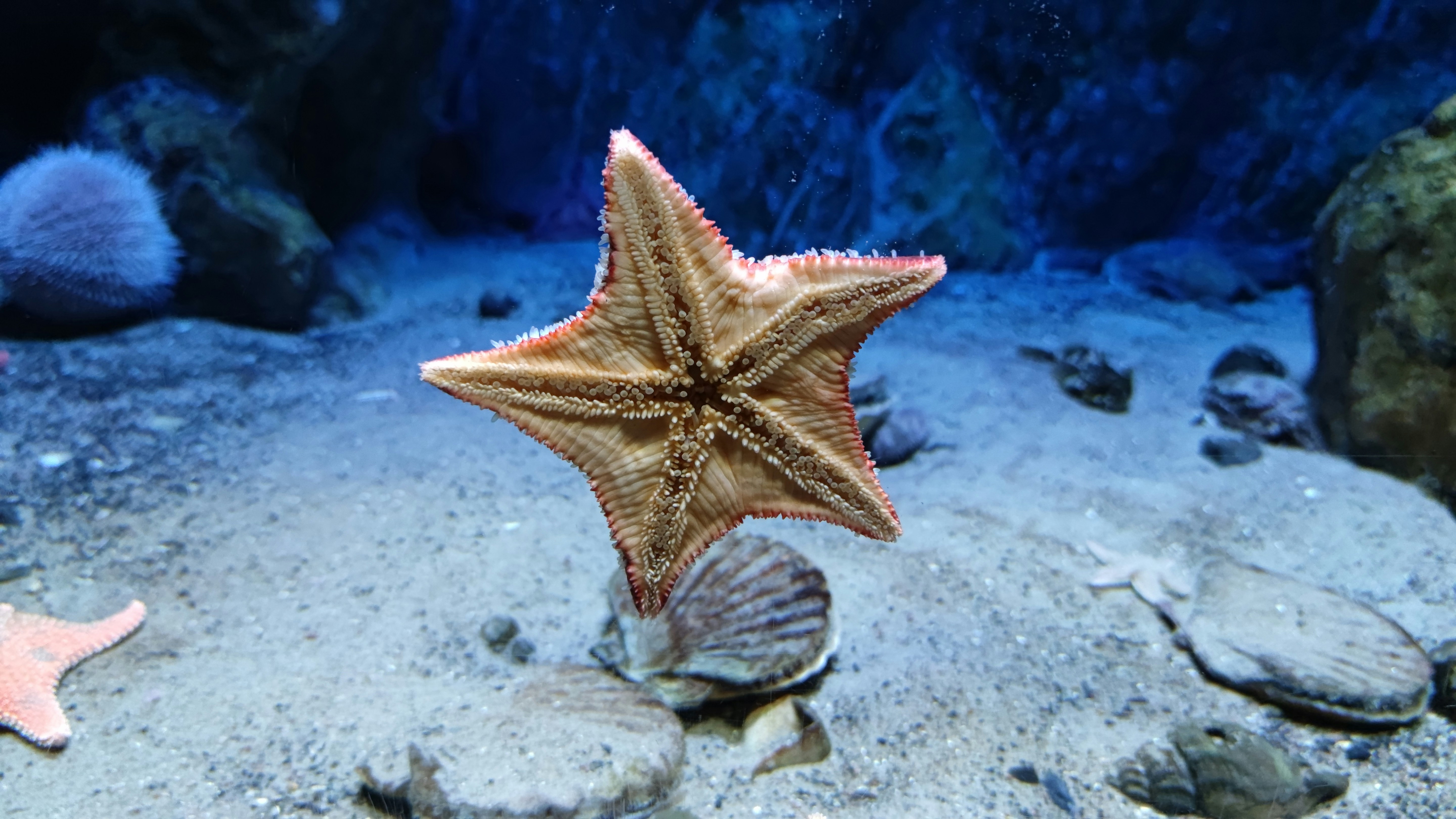 Foto Estrella de mar marrón sobre arena blanca – Imagen Estrella de mar ...