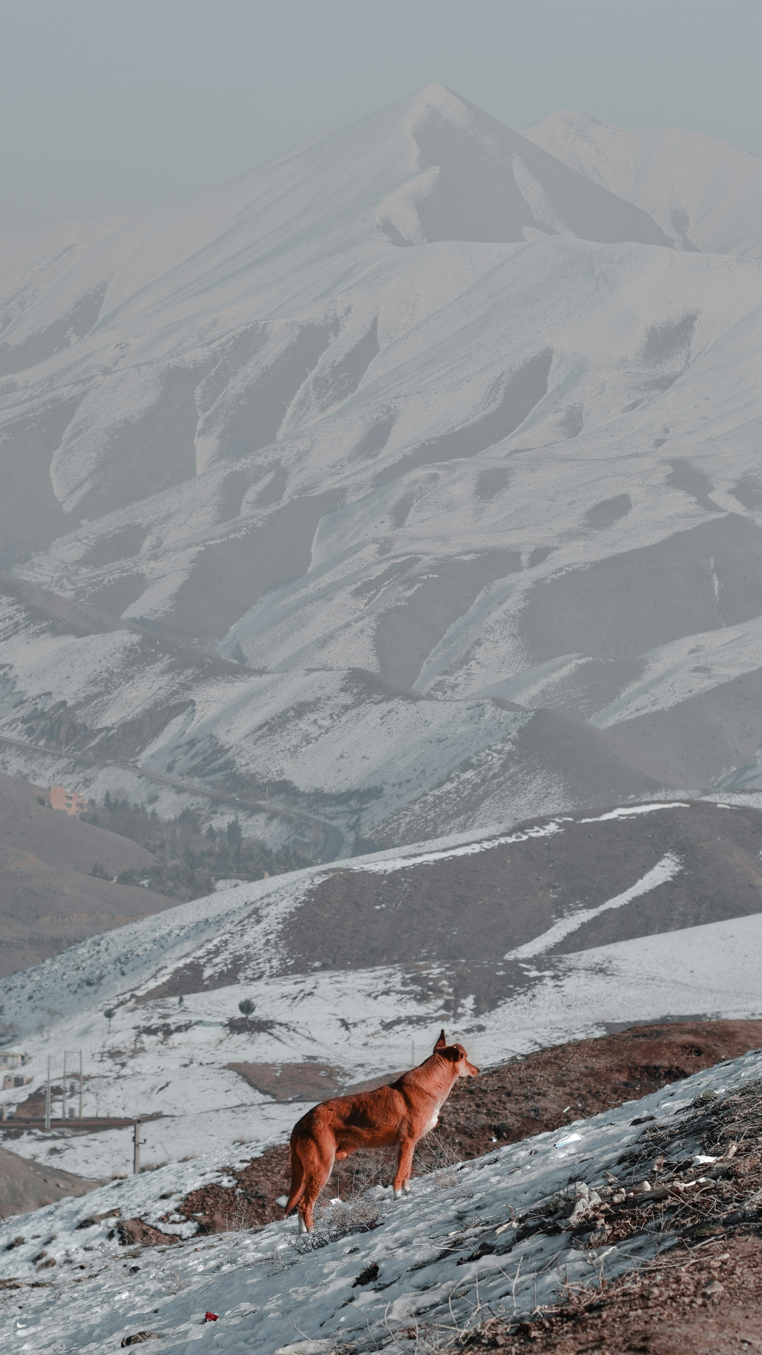Copper-coated dog surveys a wind-sculpted alpine ridge