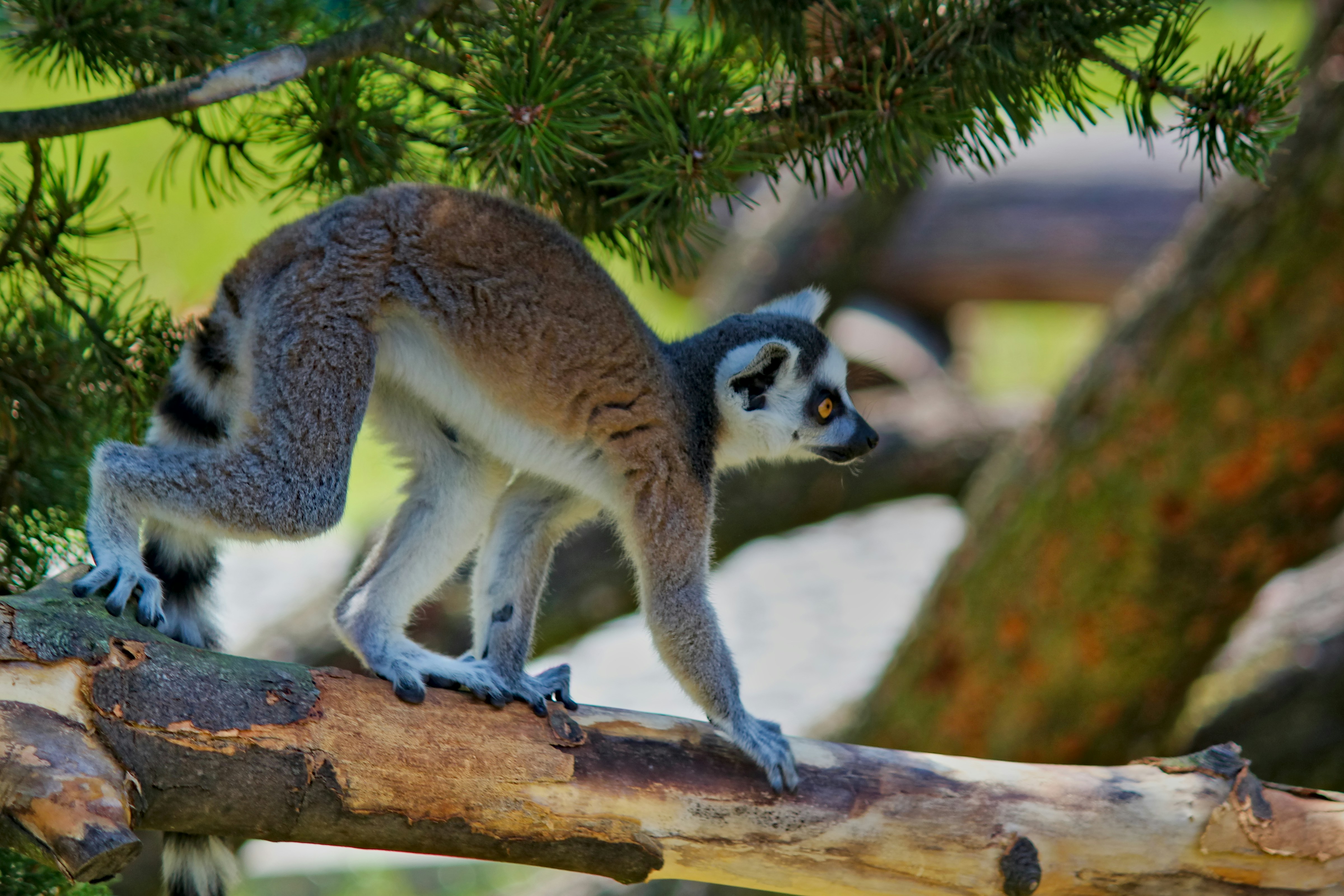 A lemur gracefully balances on a branch, showcasing its agility amidst lush greenery.